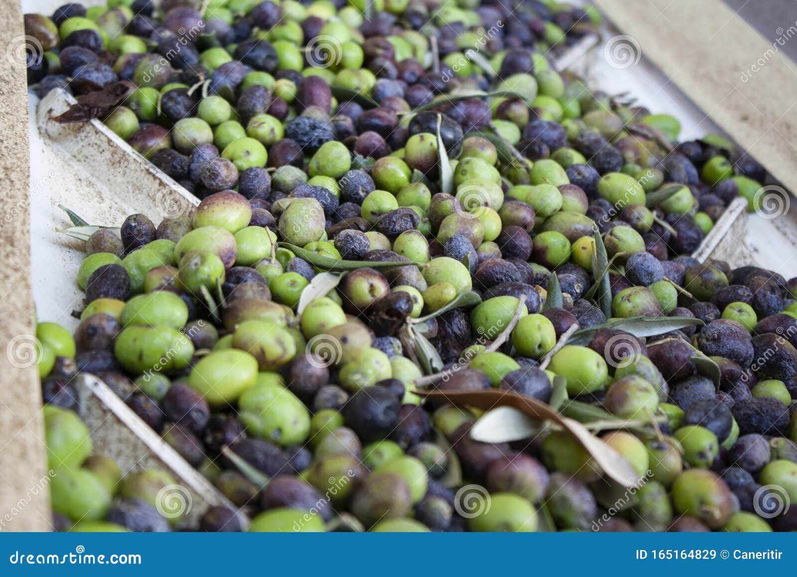 The Process of Olive Cleaning and Defoliation in Small Scale Olive Oil ...