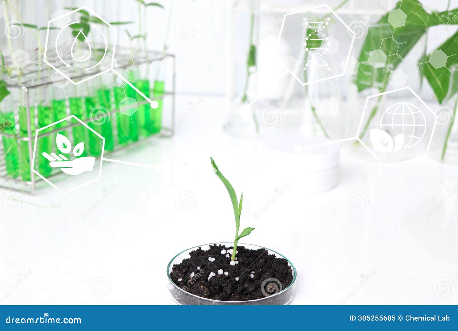 Process of Plant Growth with Fertilizer and Development, Young Tree ...