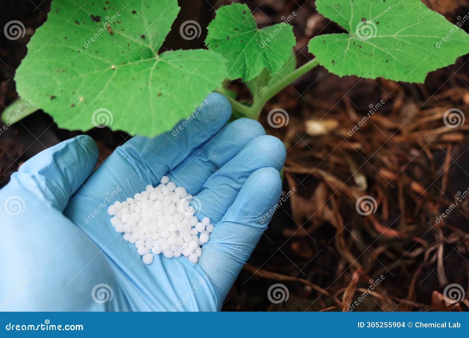 Process of Plant Growth with Fertilizer and Development, Young Tree ...