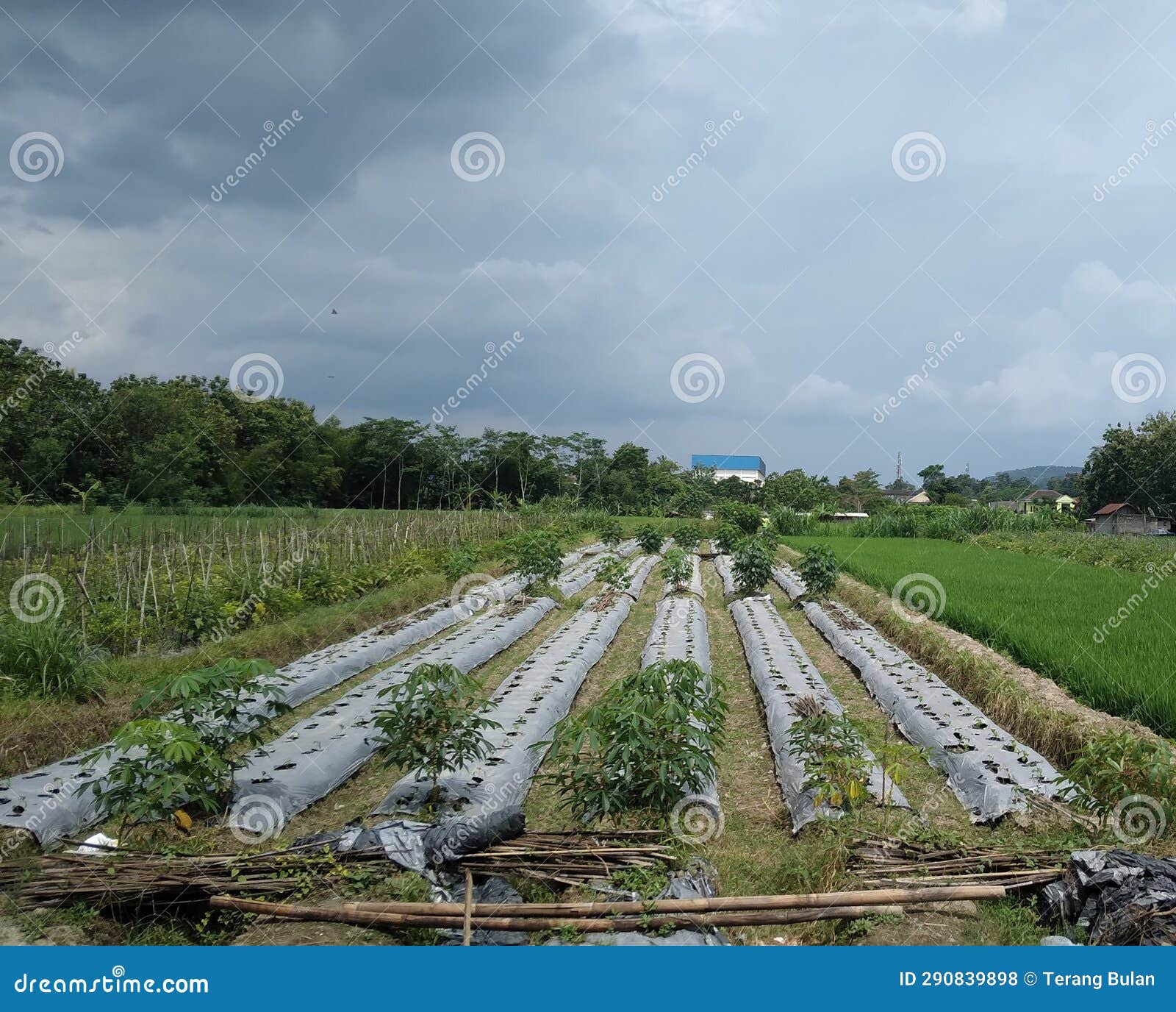 The Process of Planting Chili Plantsin Rice Fields Stock Photo - Image ...