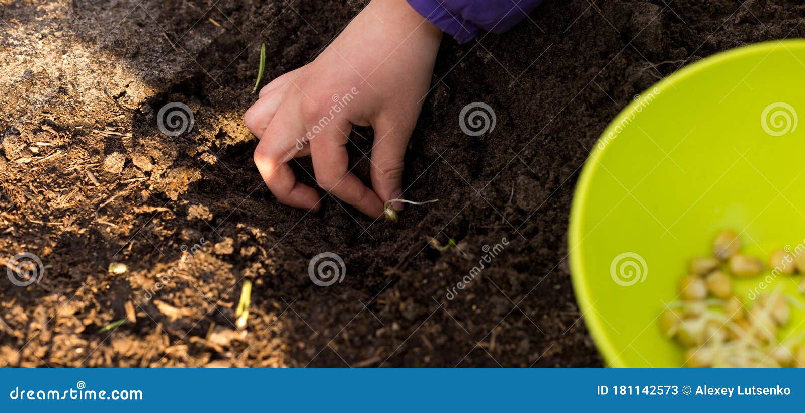 The Process of Planting Germinated Corn Kernels Stock Image - Image of ...