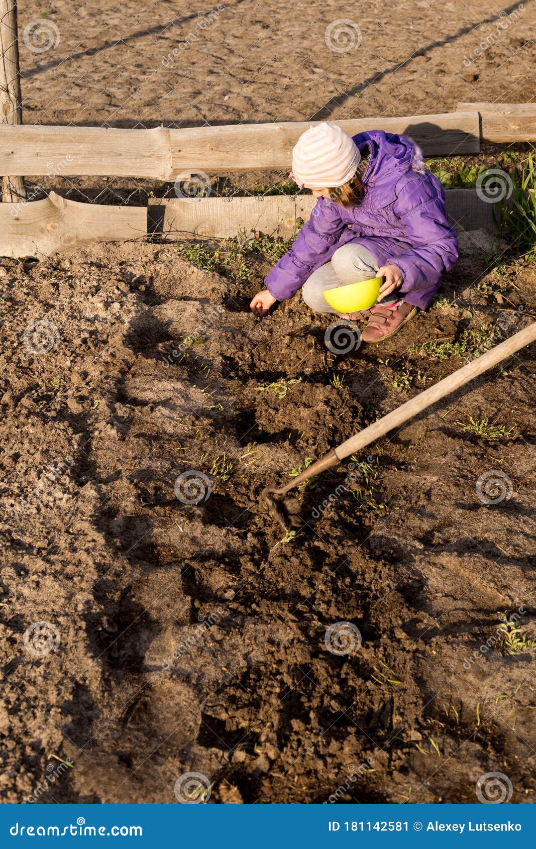 The Process of Planting Germinated Corn Kernels Stock Image - Image of ...