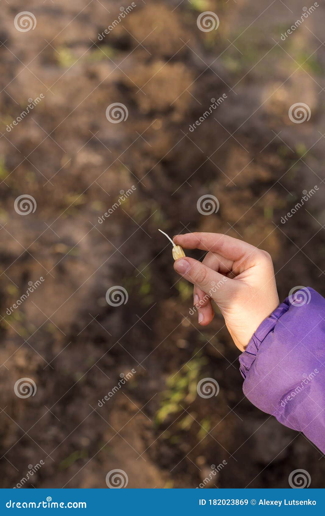 The Process of Planting Germinated Corn Kernels Stock Image - Image of ...
