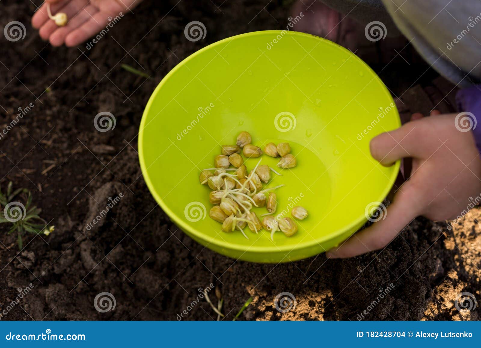 The Process of Planting Germinated Corn Kernels Stock Photo - Image of ...