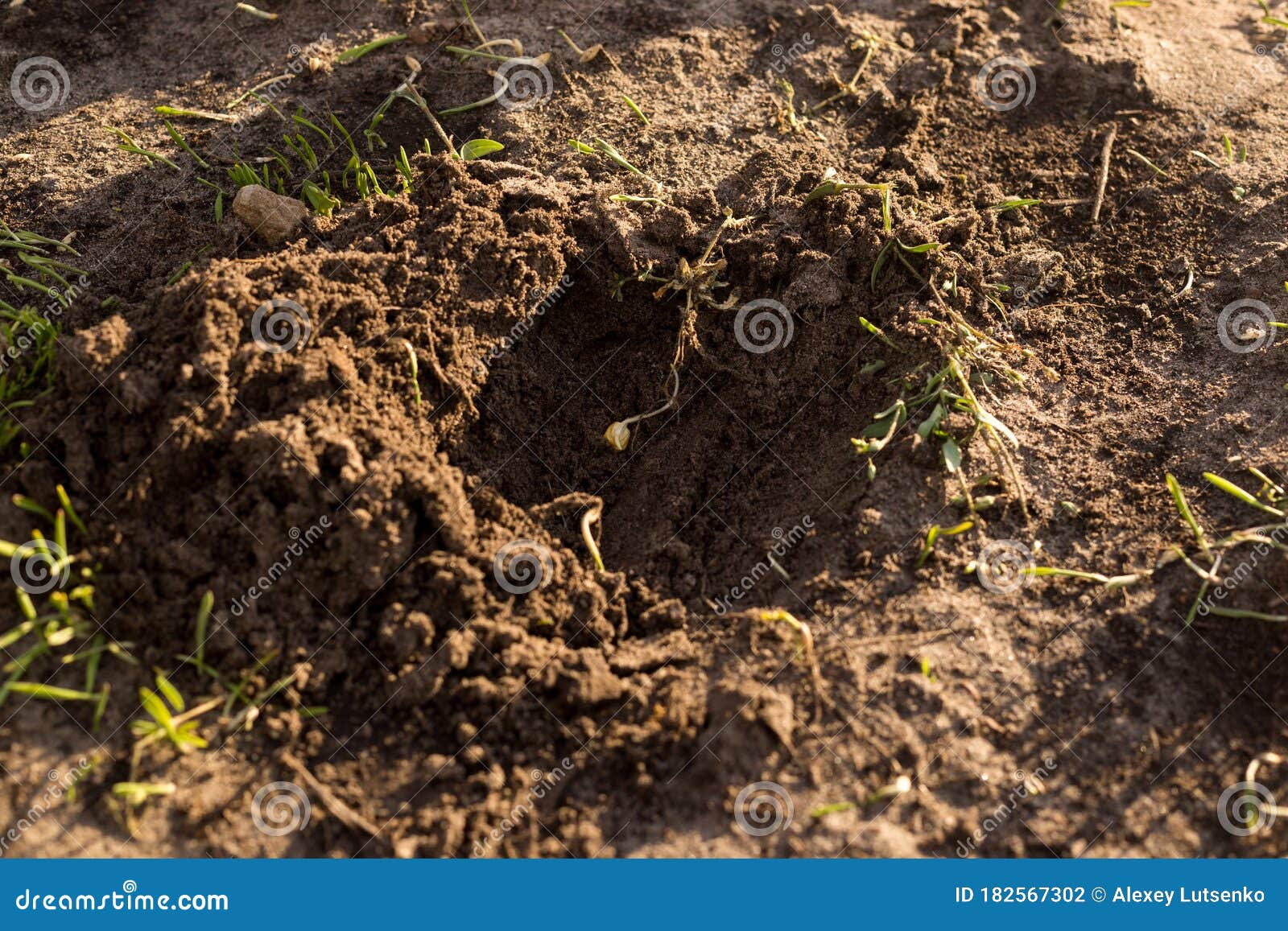 The Process of Planting Germinated Corn Kernels Stock Photo - Image of ...