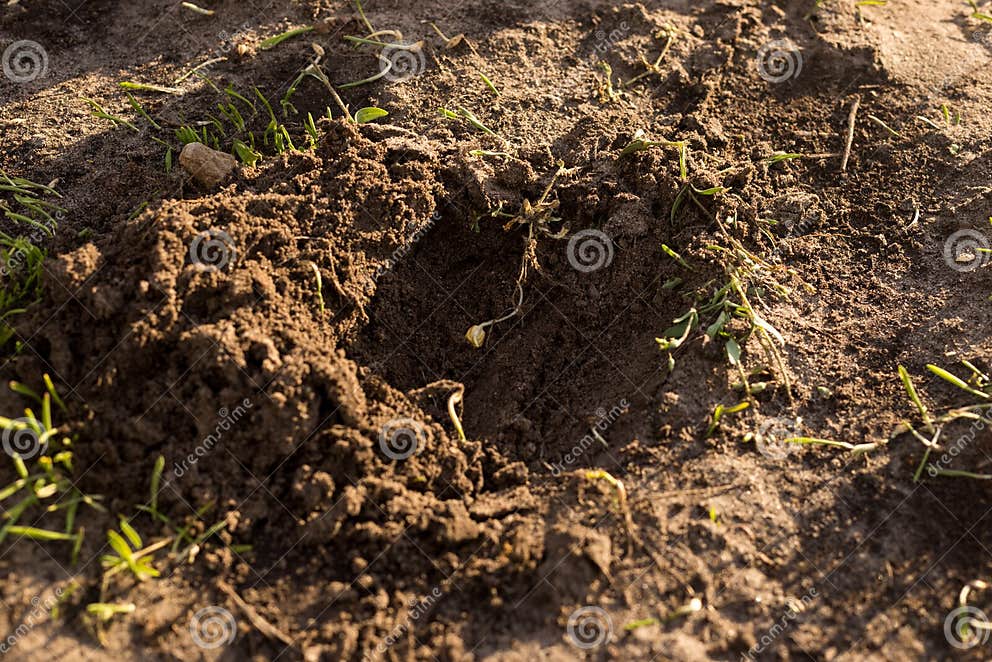 The Process of Planting Germinated Corn Kernels Stock Photo - Image of ...