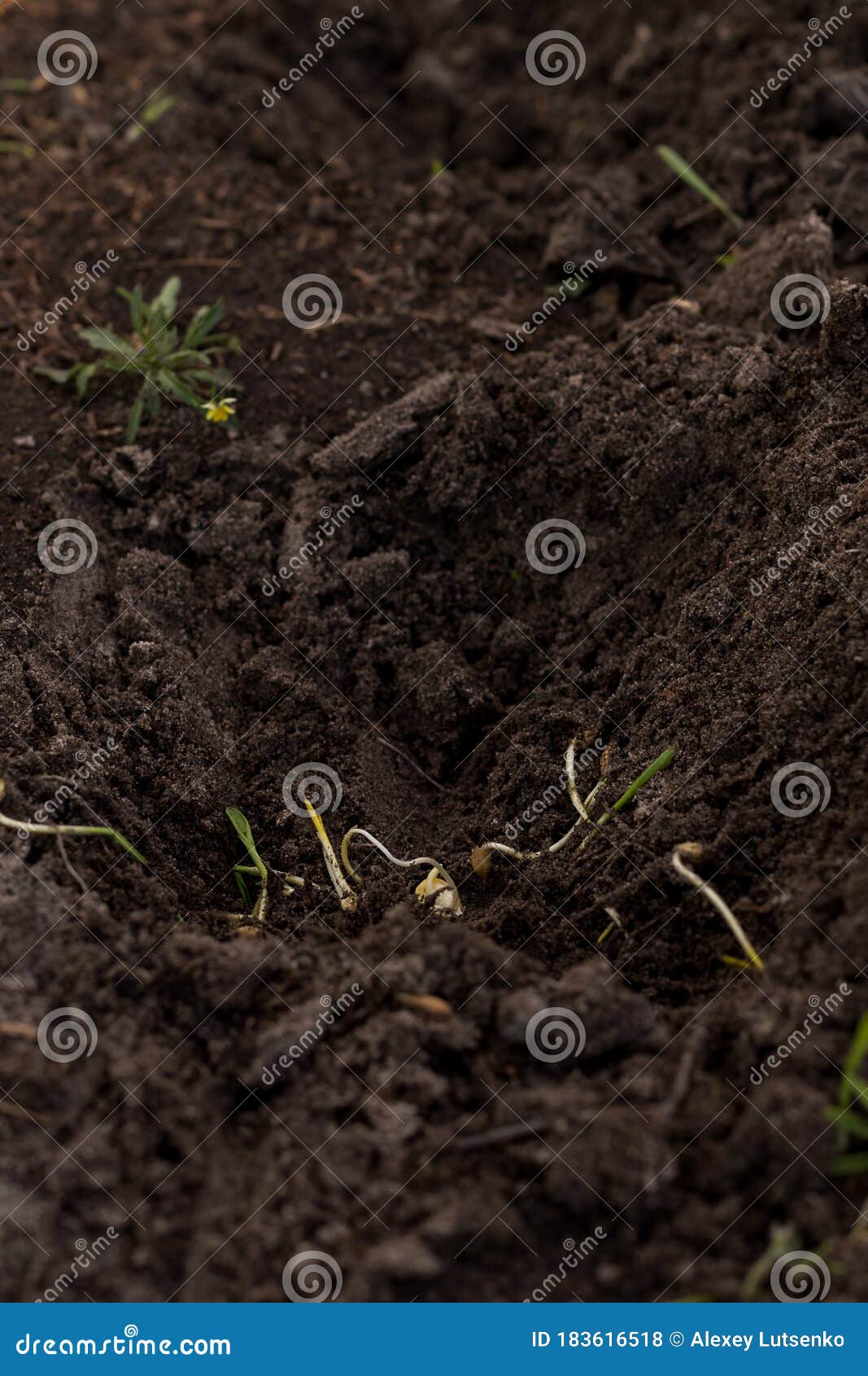 The Process of Planting Germinated Corn Kernels Stock Photo - Image of ...