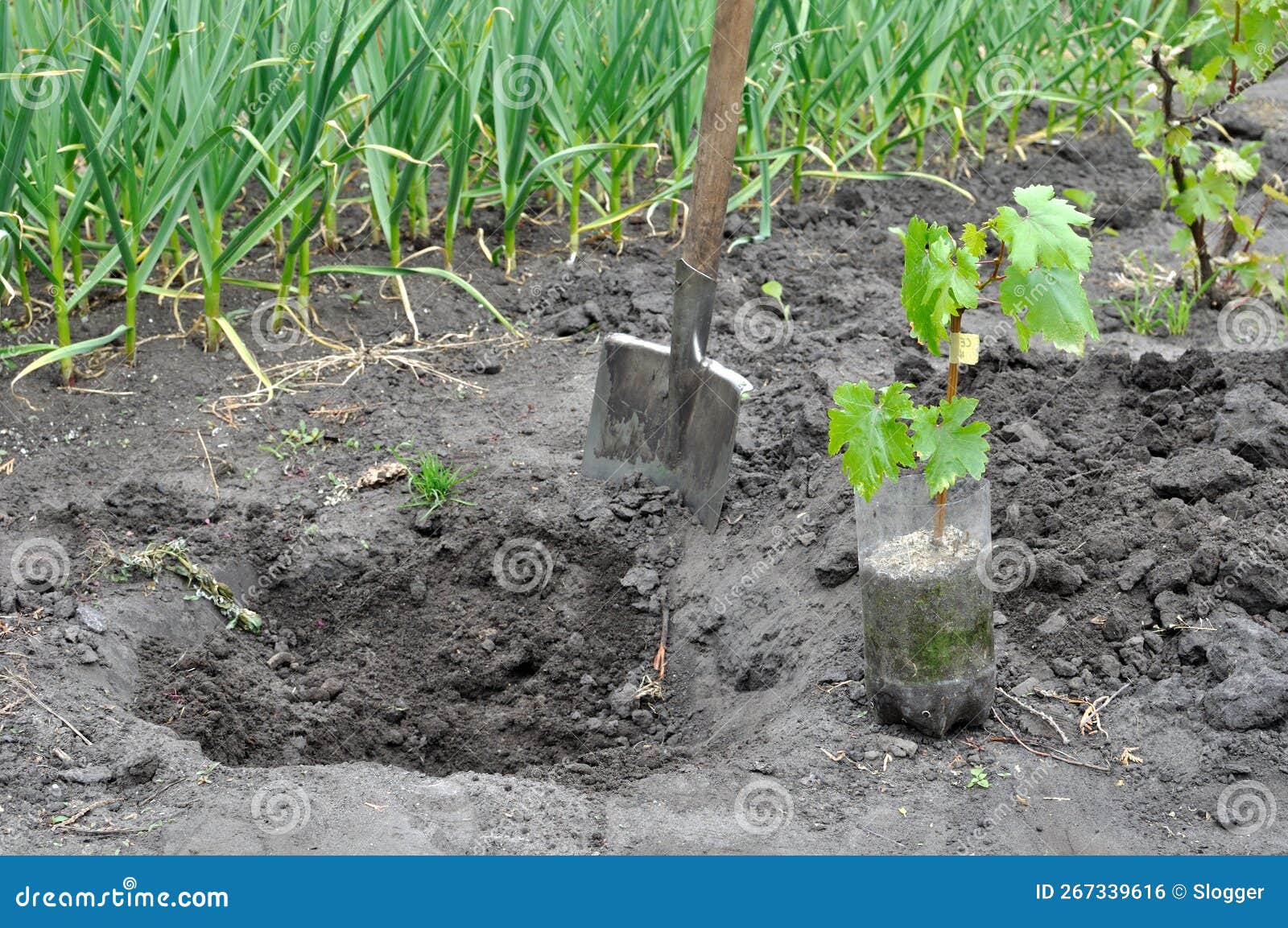 Process of Planting Grape Vine Seedlings Stock Photo - Image of ...