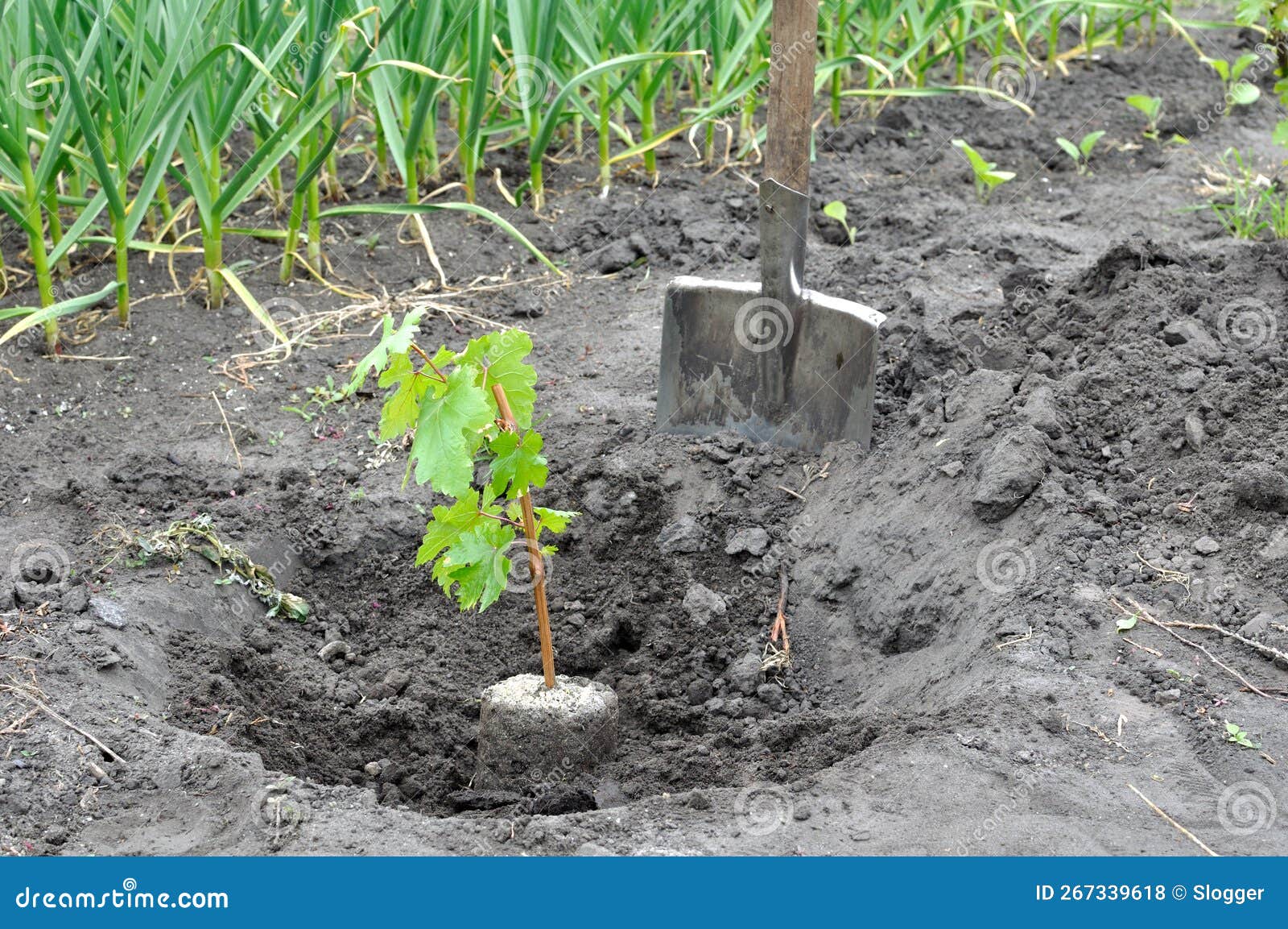 Process of Planting Grape Vine Seedlings Stock Photo - Image of ...