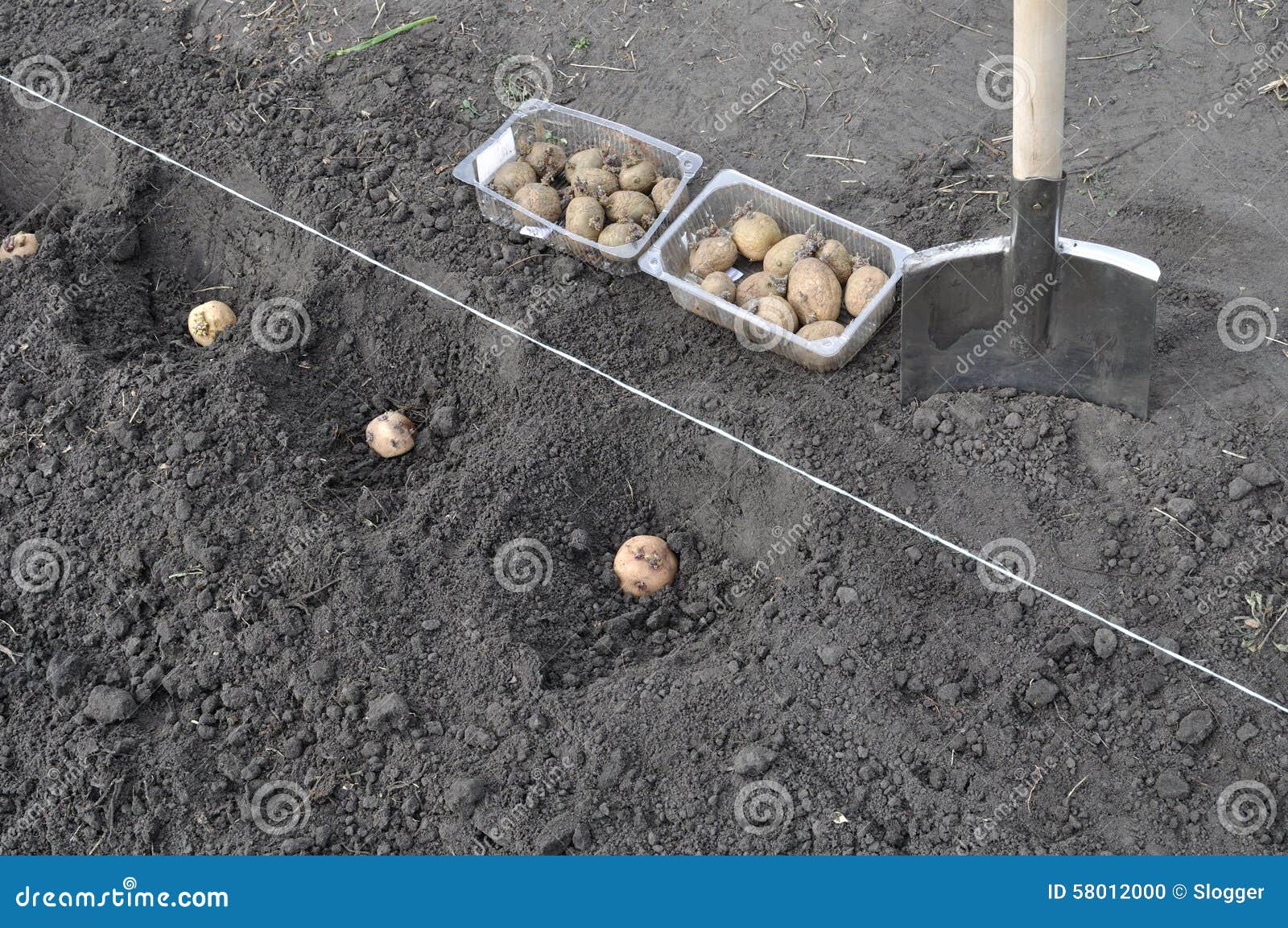 Process of Planting Potato in the Field Stock Photo - Image of farming ...