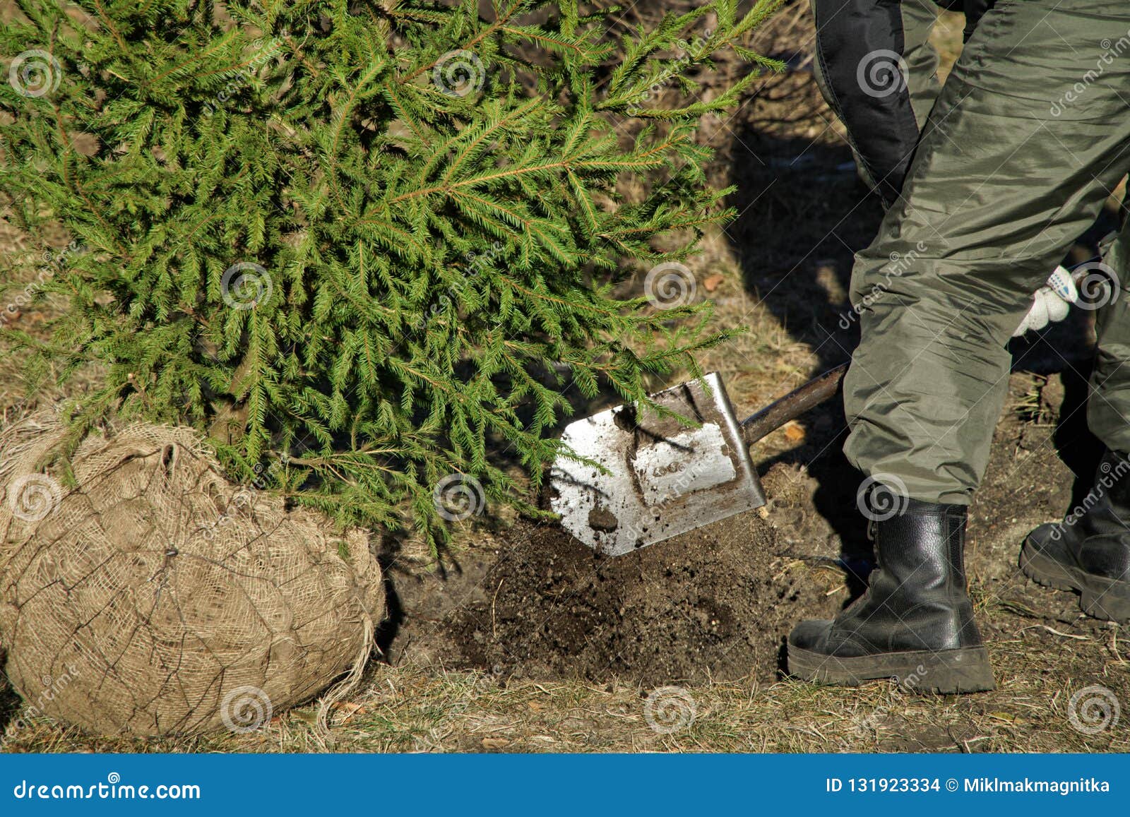 The Process of Planting Seedlings of Conifers Stock Photo - Image of ...