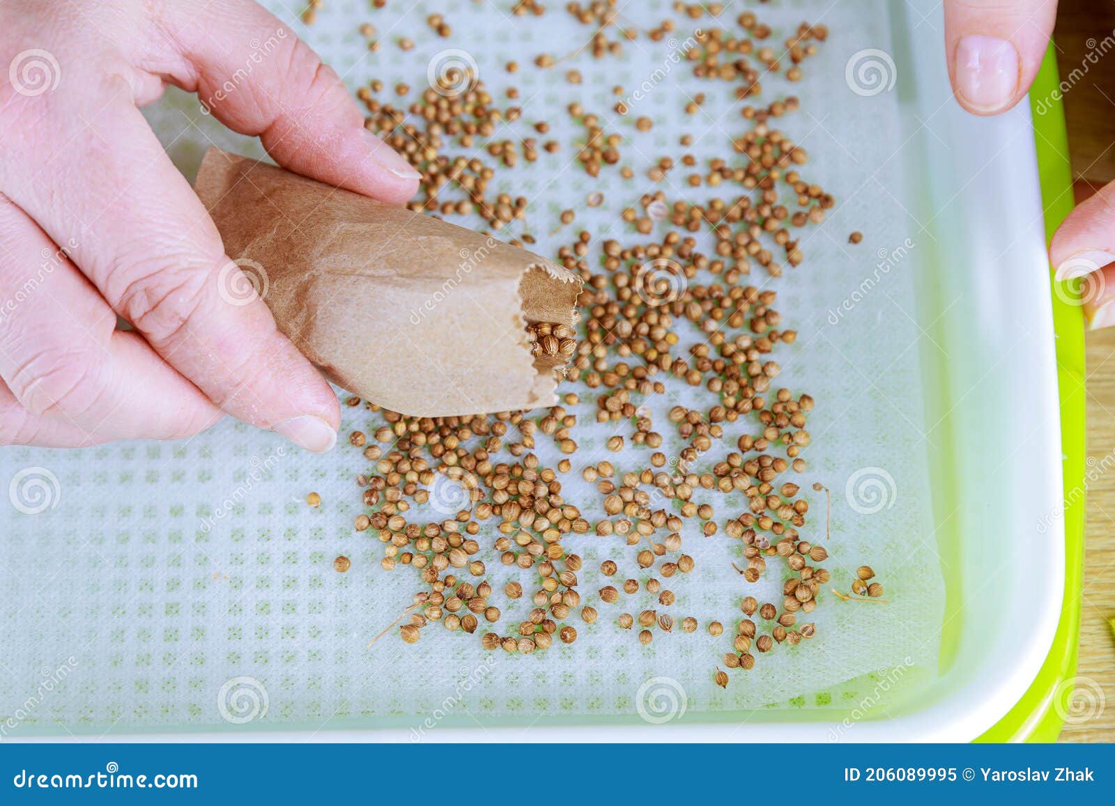 Growing Microgreens. the Process of Planting Seeds in Microgreening Trays. Germination of Seeds ...