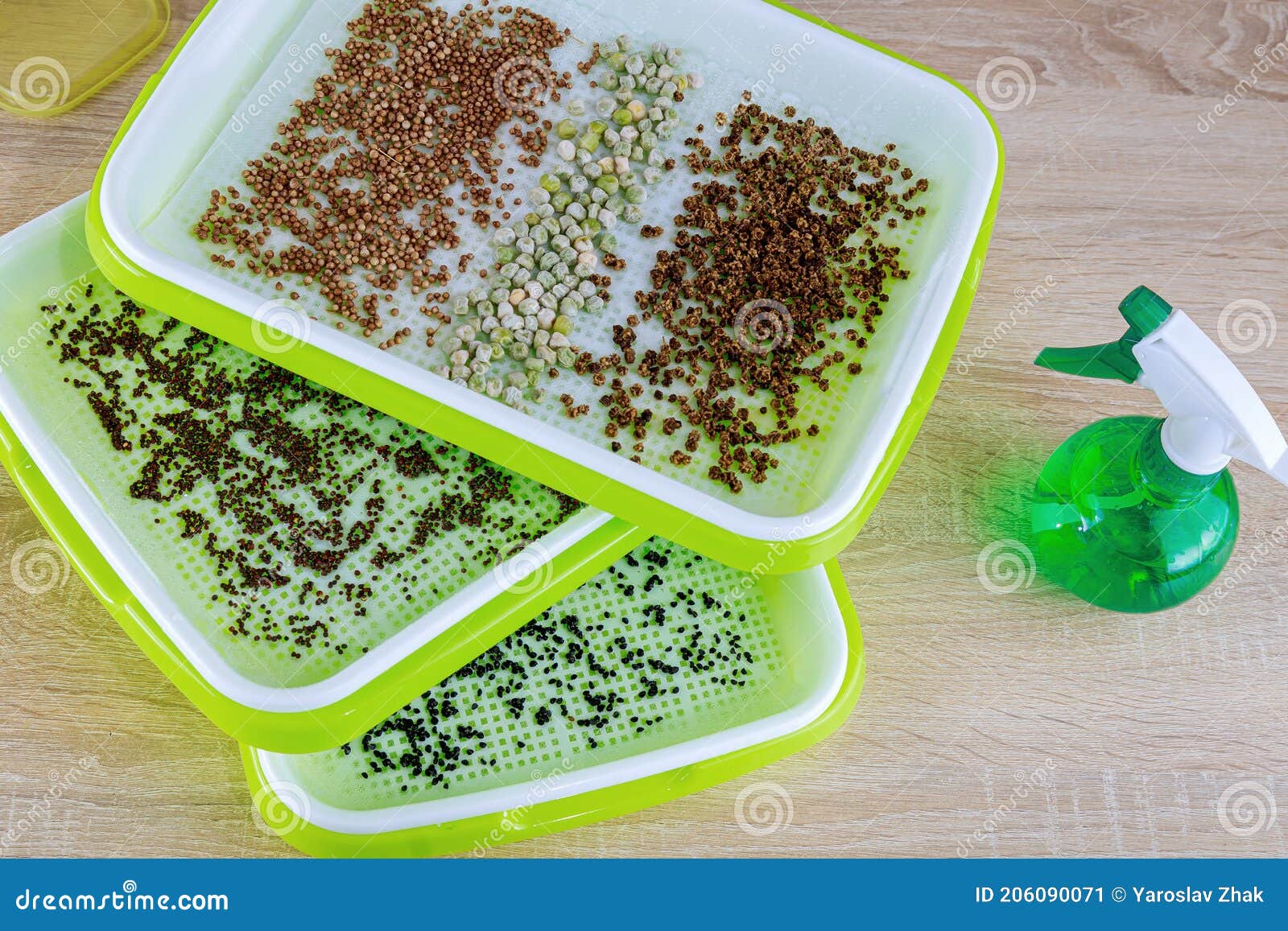 Growing Microgreens. the Process of Planting Seeds in Microgreening Trays. Germination of Seeds ...