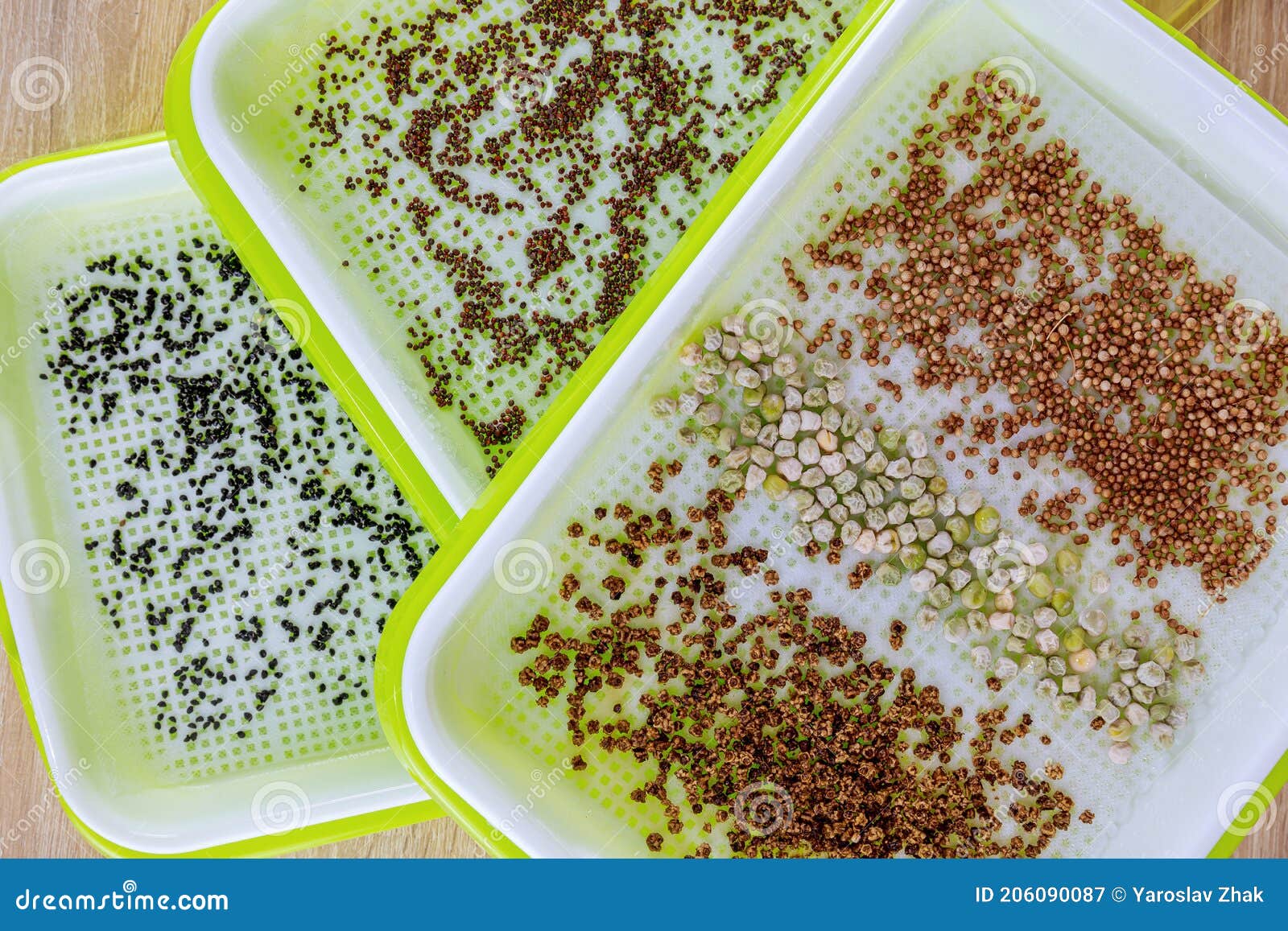 Growing Microgreens. the Process of Planting Seeds in Microgreening Trays. Germination of Seeds ...