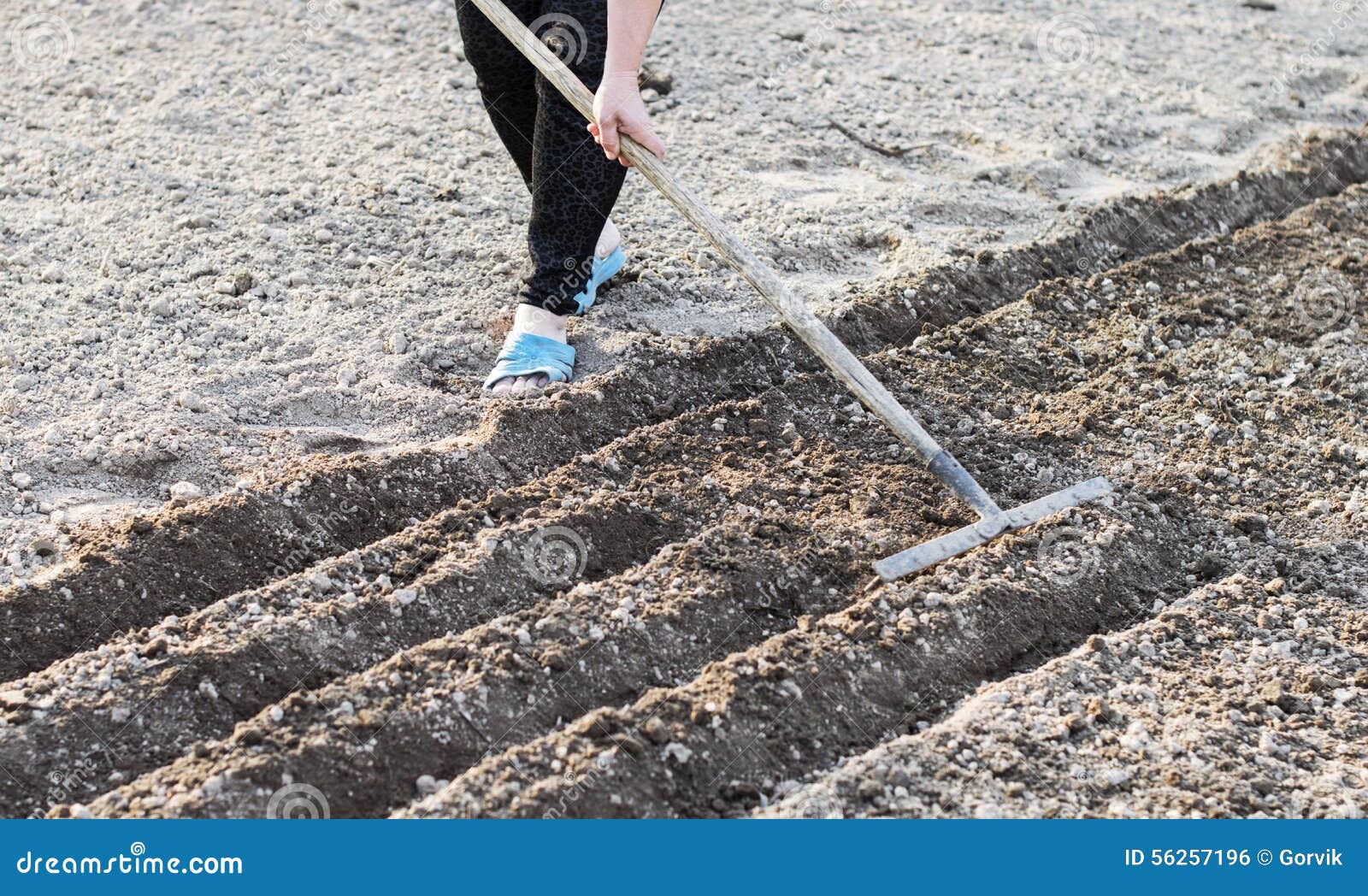 The Process of Planting Vegetable Seeds Stock Photo - Image of summer ...