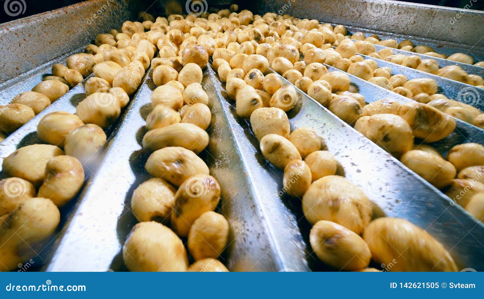 Process of Potato Sorting at a Food Plant on a Conveyor. Stock Video ...