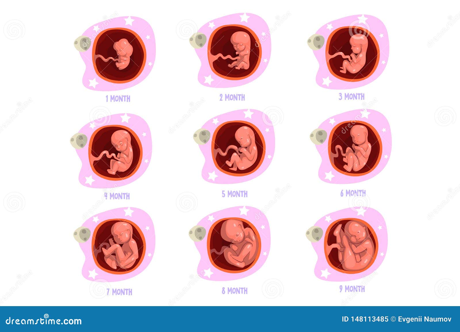 Embryo Development Human Fetus Growth Stages Of Pregnancy Vector