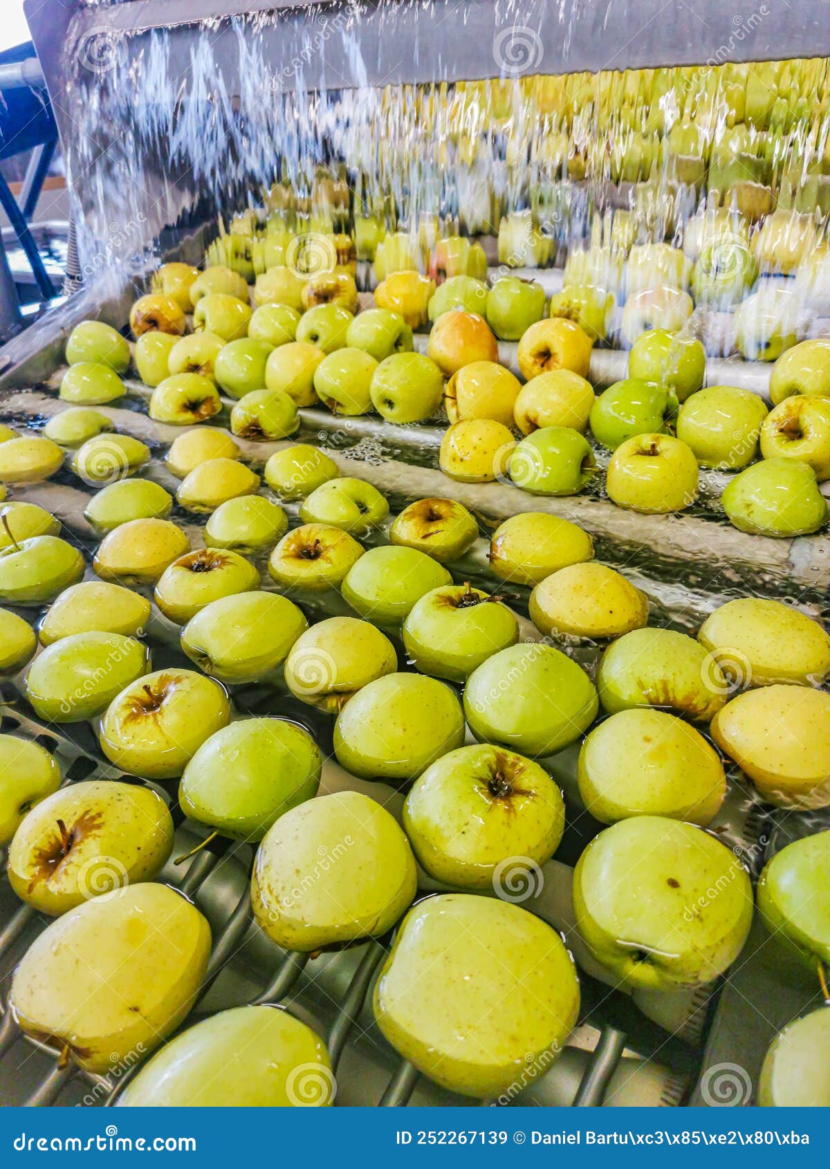 The Process of Preparing Apples and Their Processing in a Pool of Water ...