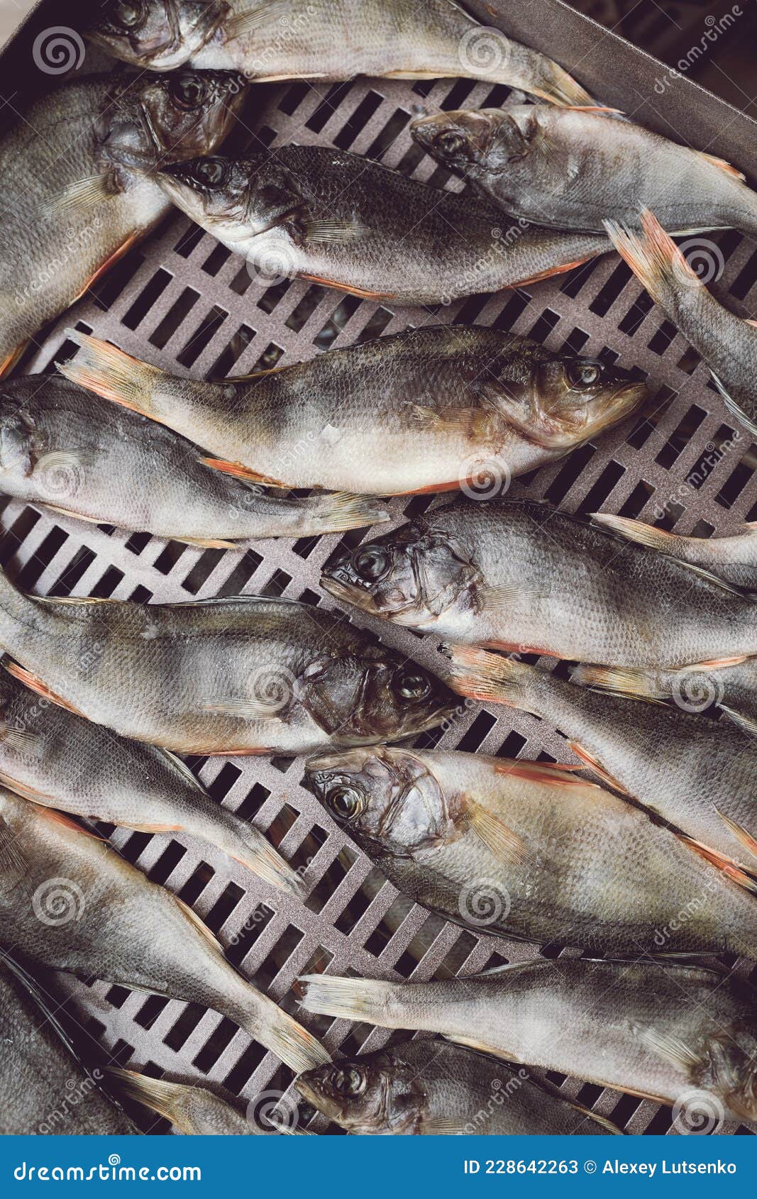 The Process of Preparing Dried Fish with an Automatic Dryer at Home ...