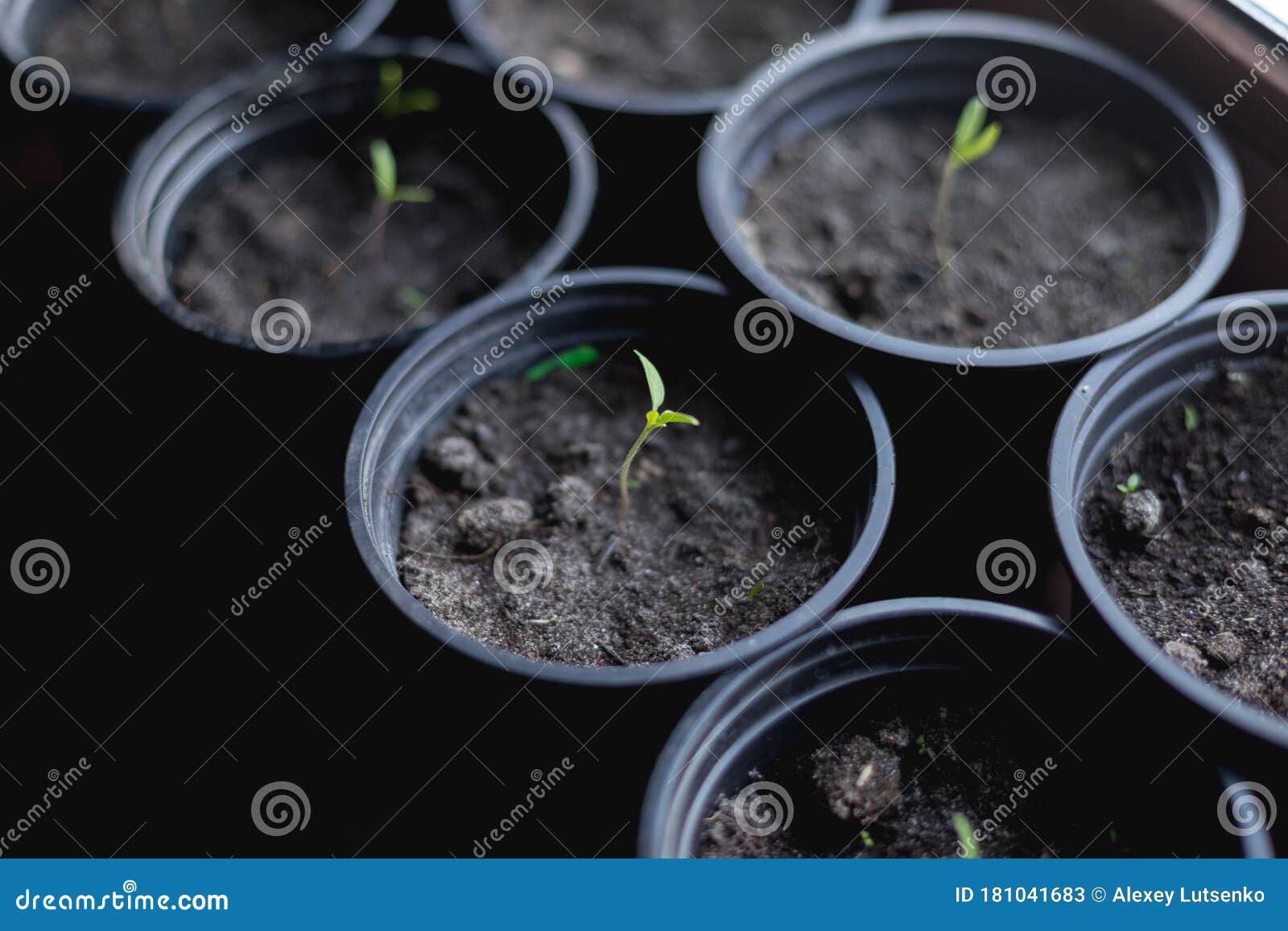 Preparing Seeds For Germination In A Plant Nursery Royalty-Free Stock ...