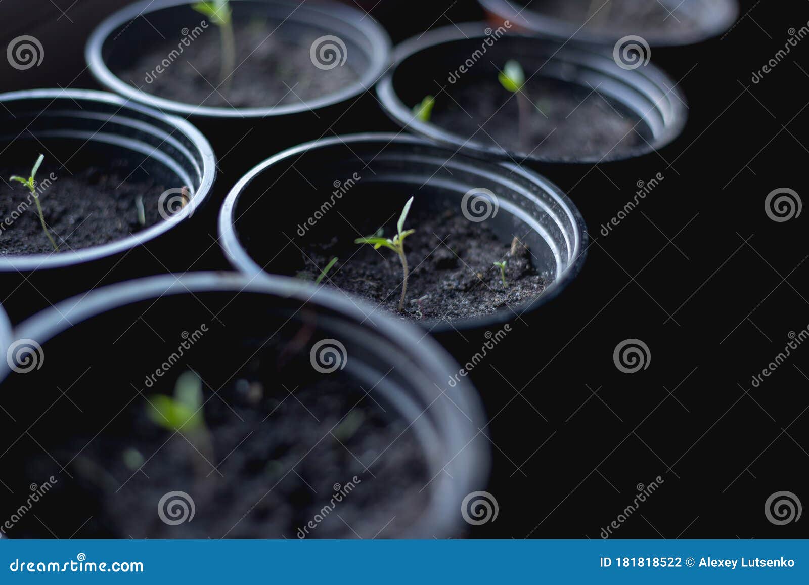 The Process of Preparing Seeds for Planting Stock Photo - Image of ...