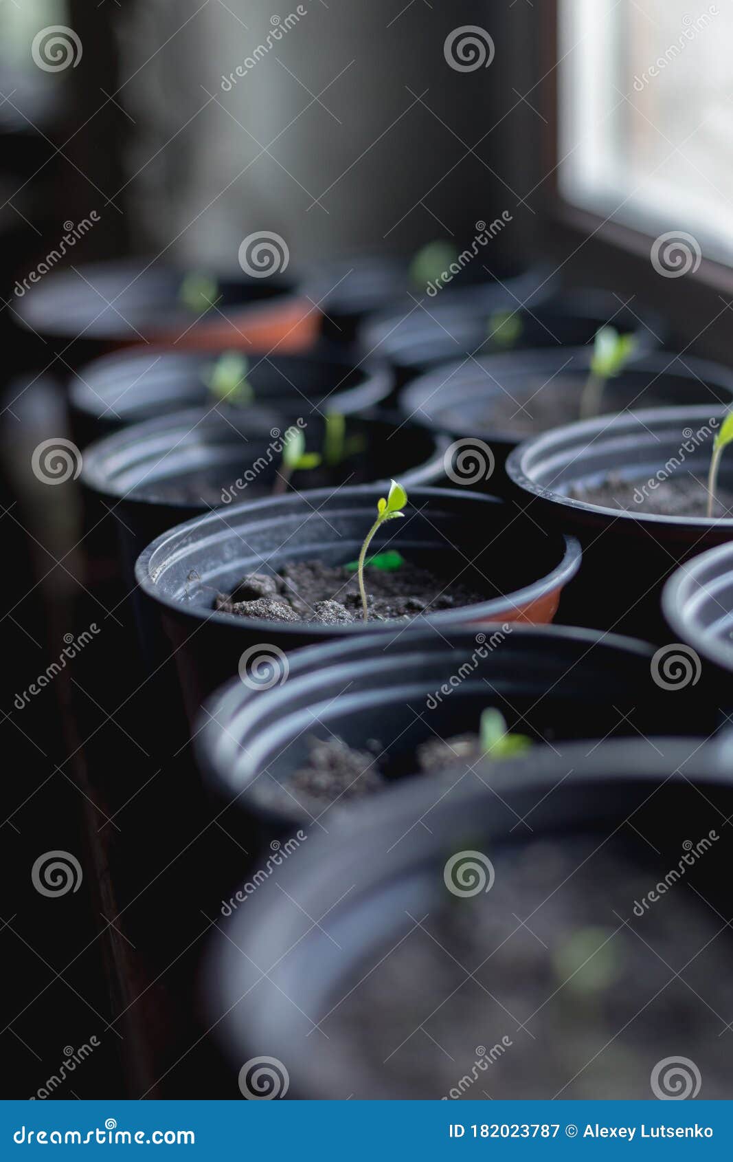 The Process of Preparing Seeds for Planting Stock Image - Image of ...