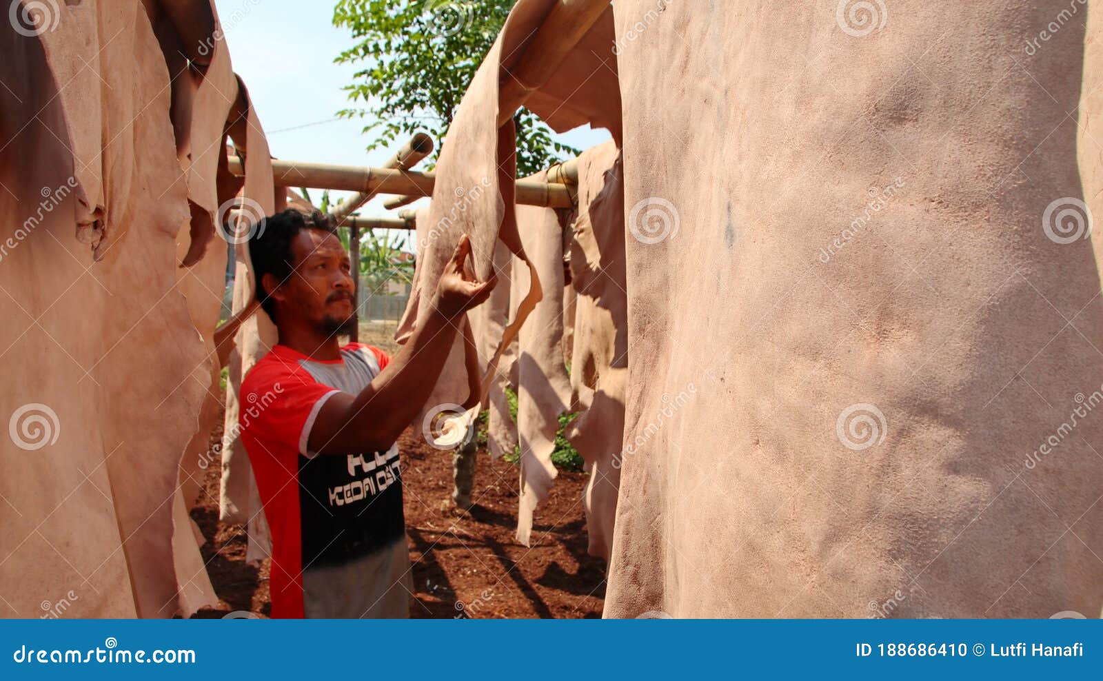 The Process of Producing Cowhide Leather for the Clothing Industry ...