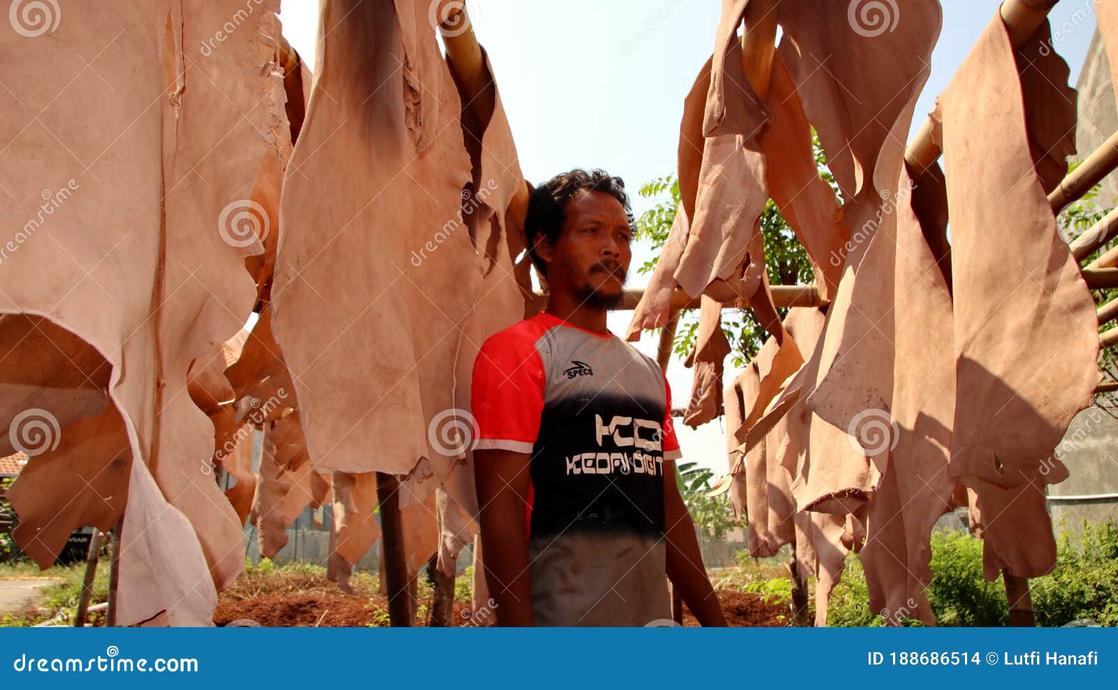 The Process of Producing Cowhide Leather for the Clothing Industry ...