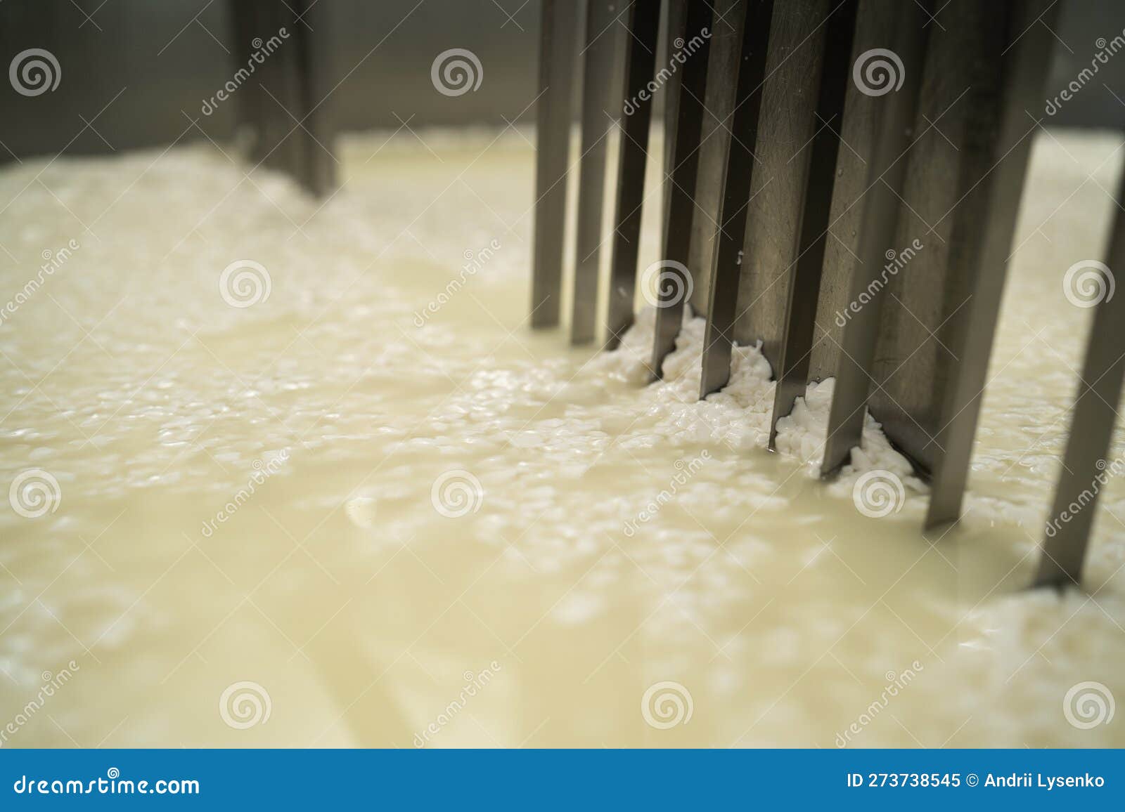 Process of Producing Different Varieties of Cheese in Industry, Cutting ...