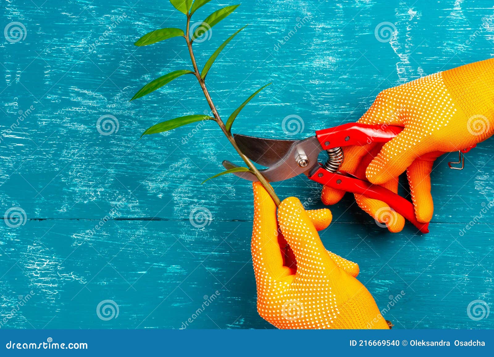 The Process of Pruning a Seedling. the Gardener& X27;s Hands are ...