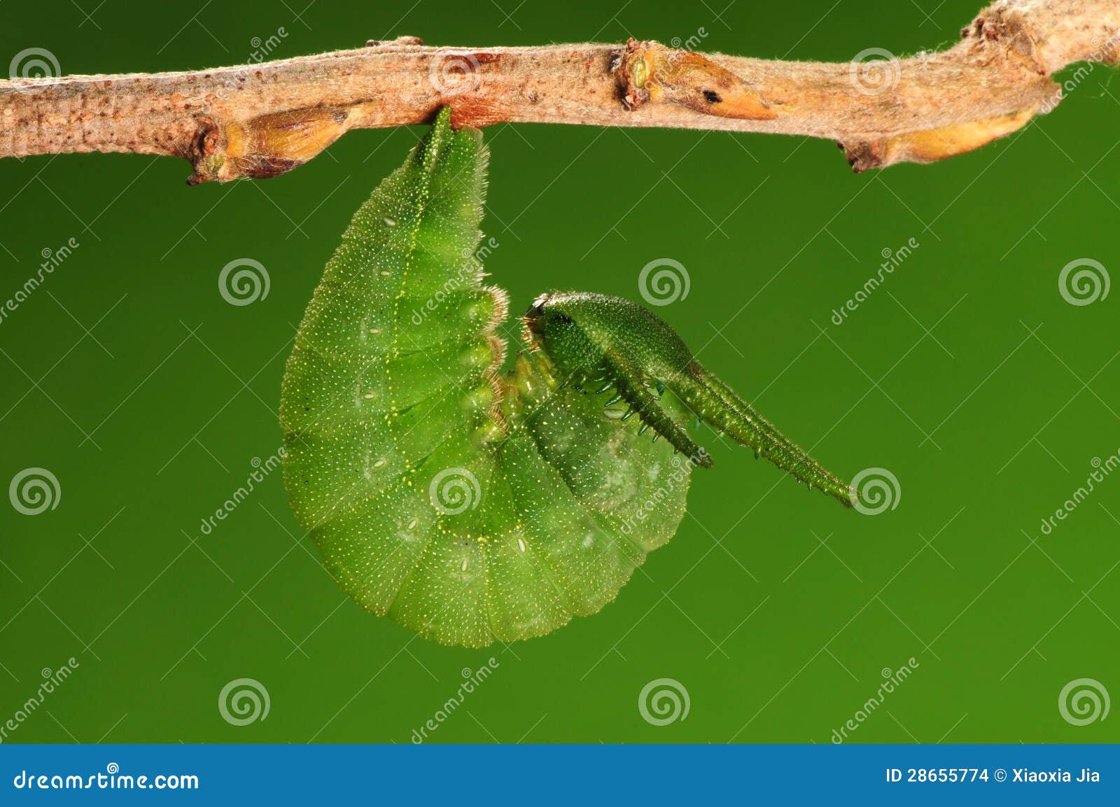 The Process of Pupation (1/8)butterfly Stock Photo - Image of gardens ...