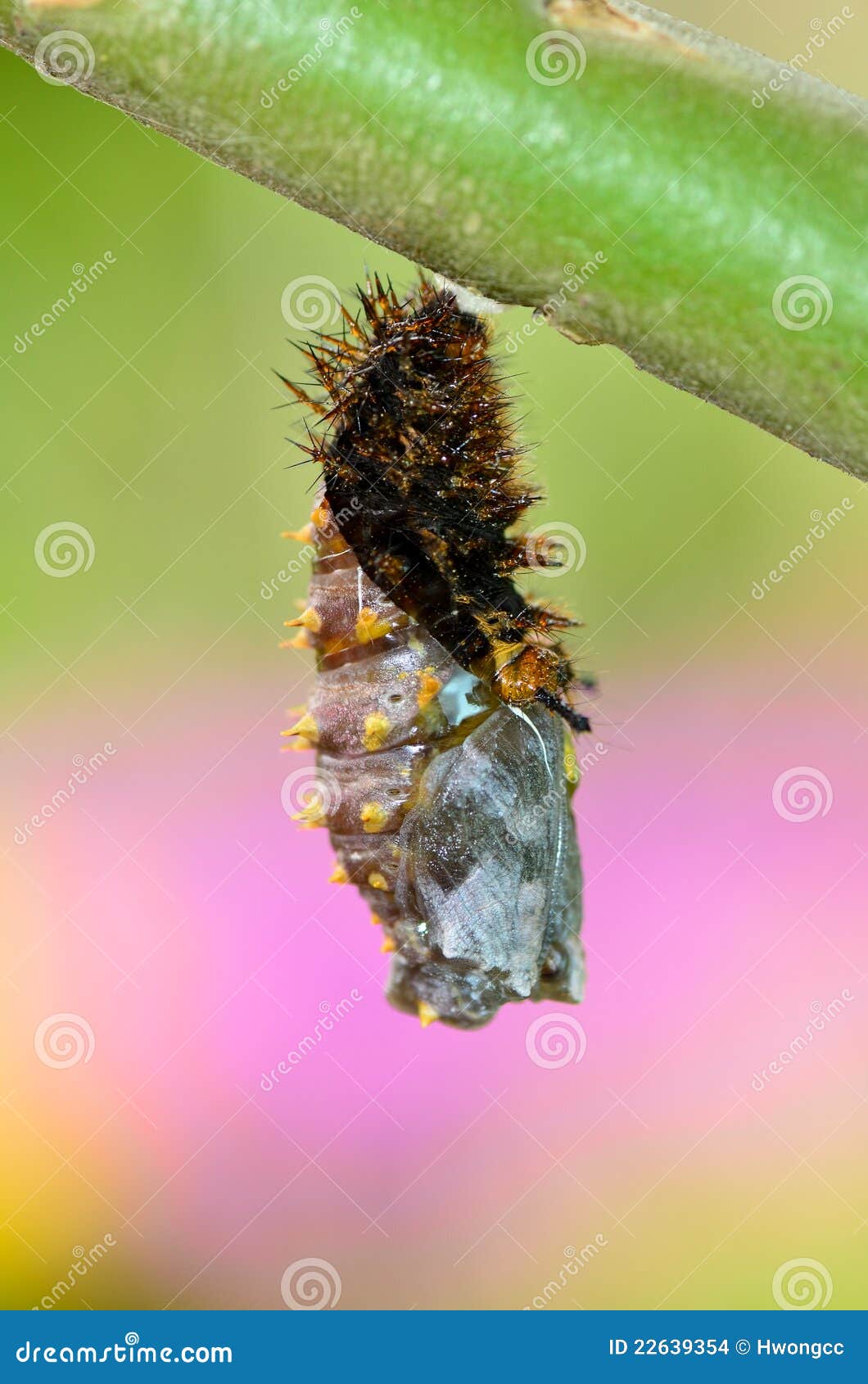 Process pupation stock photo. Image of papilio, moon - 22639354