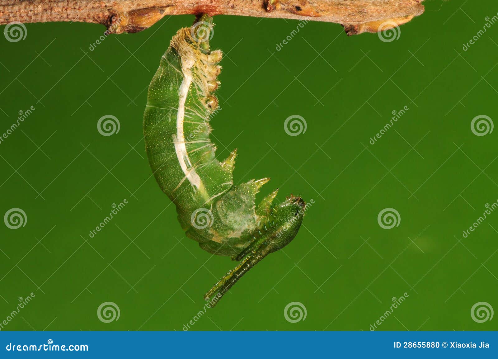 The Process of Pupation (3/8)butterfly Stock Photo - Image of eclosion ...
