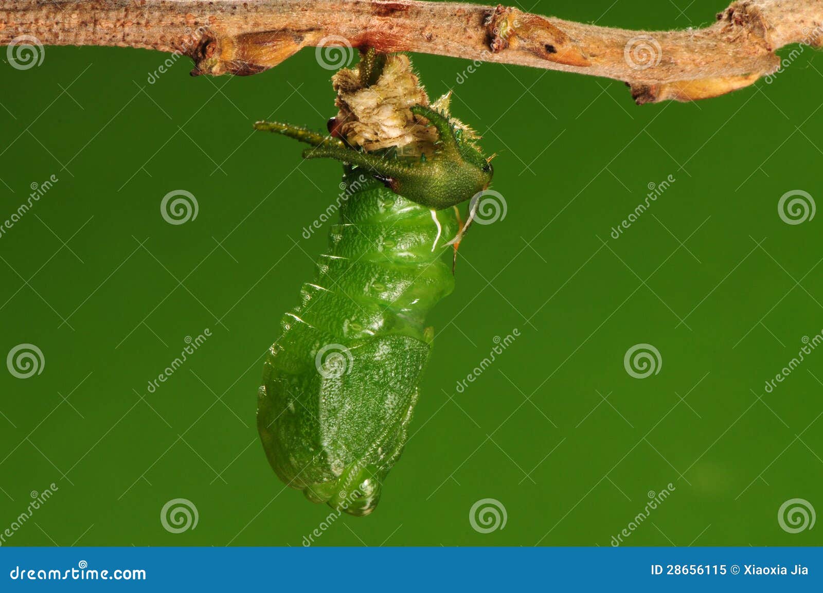 The Process of Pupation (6/8)butterfly Stock Image - Image of animal ...