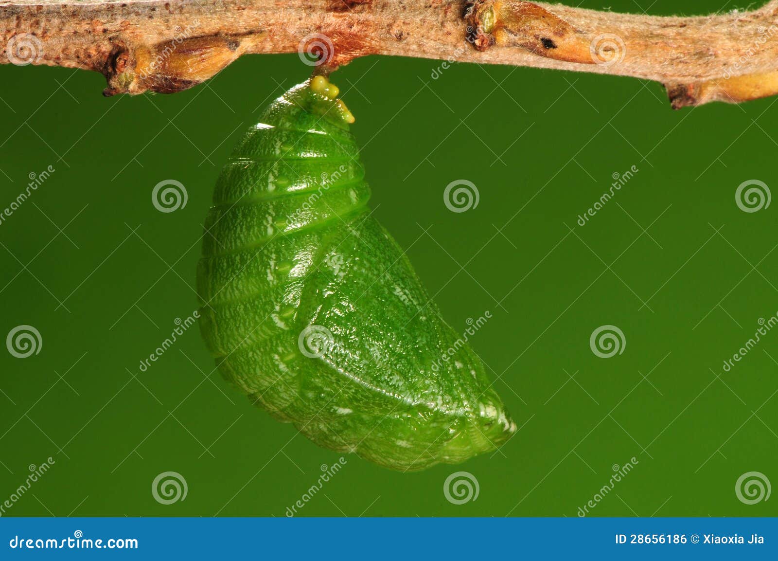 The Process of Pupation (7/8)butterfly Stock Photo - Image of harmony ...
