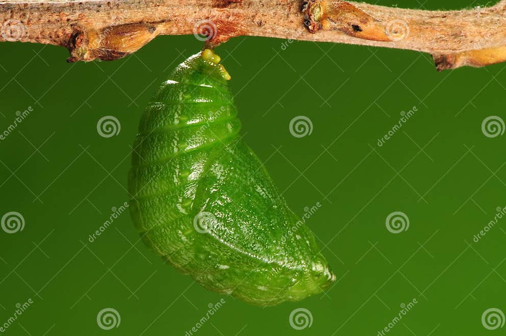 The Process of Pupation (7/8)butterfly Stock Photo - Image of harmony ...
