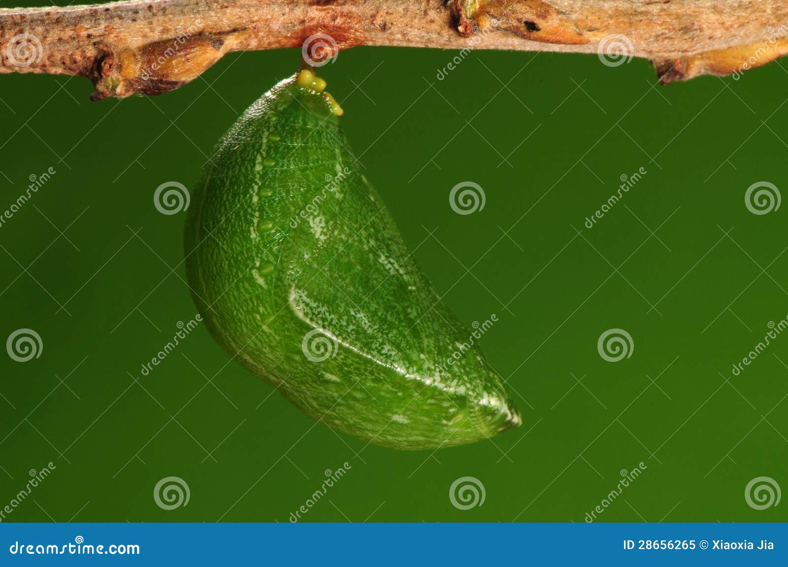 The Process of Pupation (8/8)butterfly Stock Image - Image of nectar ...