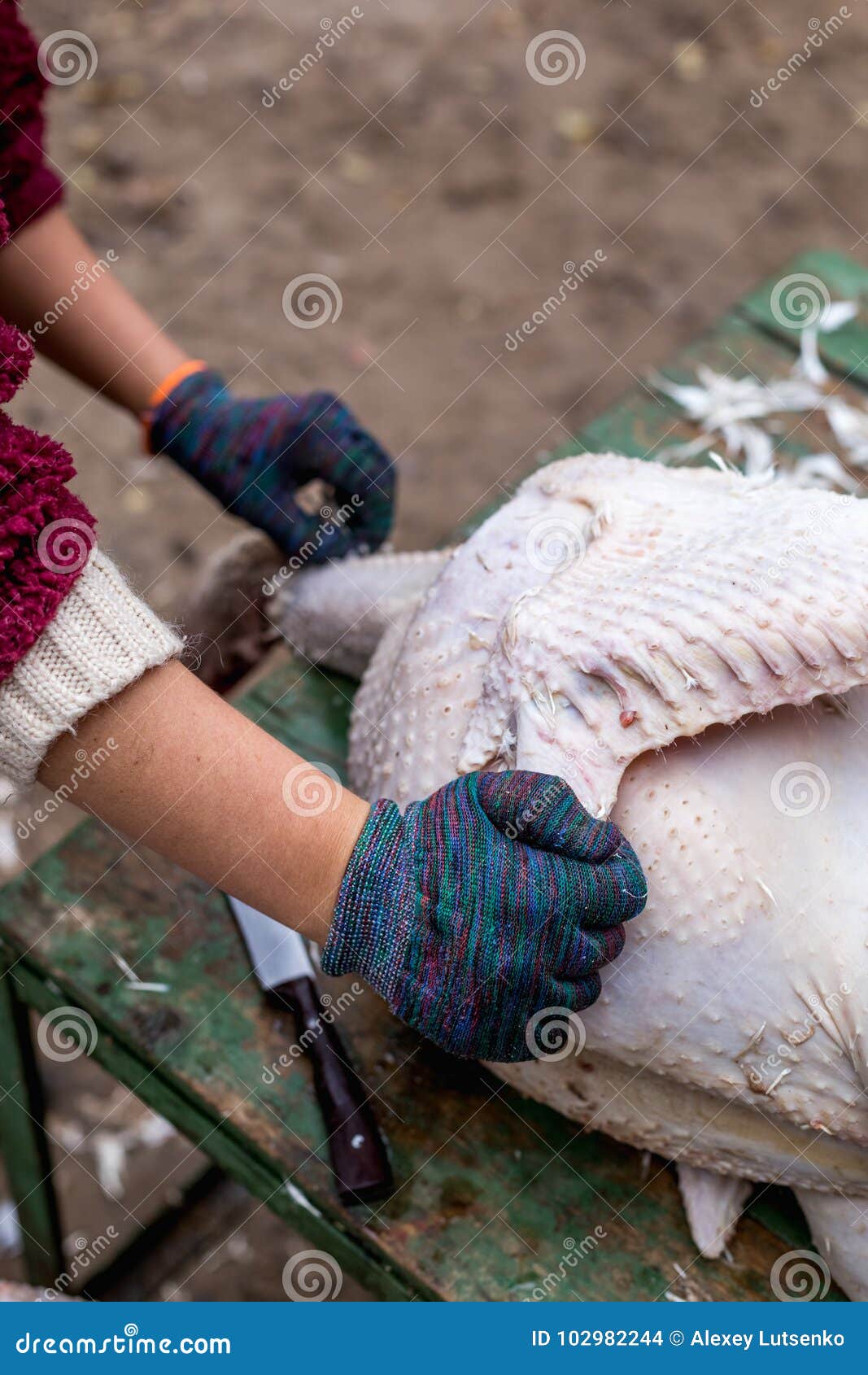 The Process of Removing Feathers from a Dead Turkey. Stock Photo ...