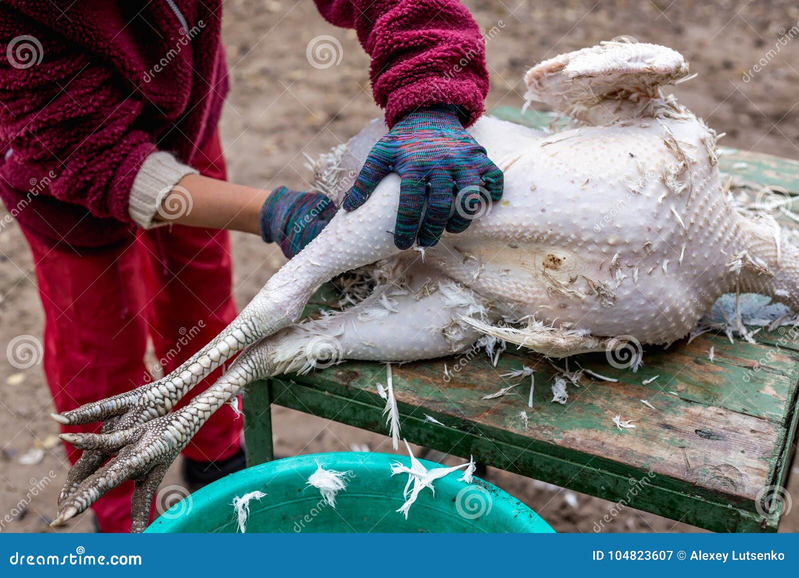 The Process of Removing Feathers from a Dead Turkey. Stock Image ...