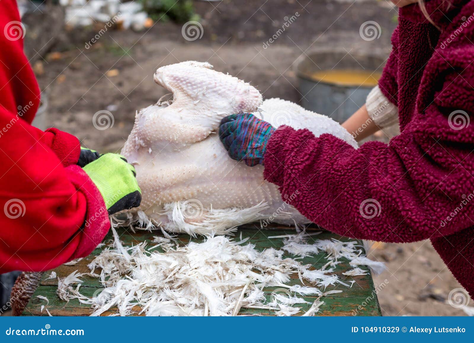 The Process of Removing Feathers from a Dead Turkey. Stock Image ...