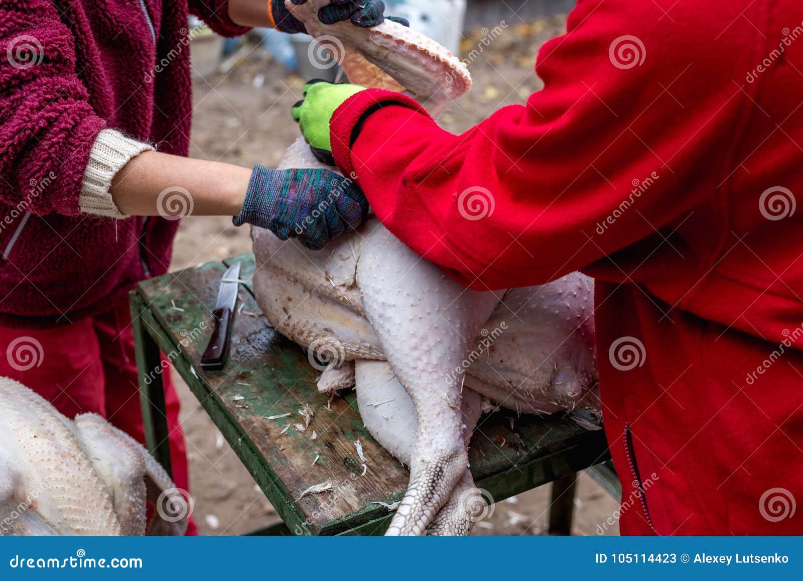 The Process of Removing Feathers from a Dead Turkey. Stock Image ...
