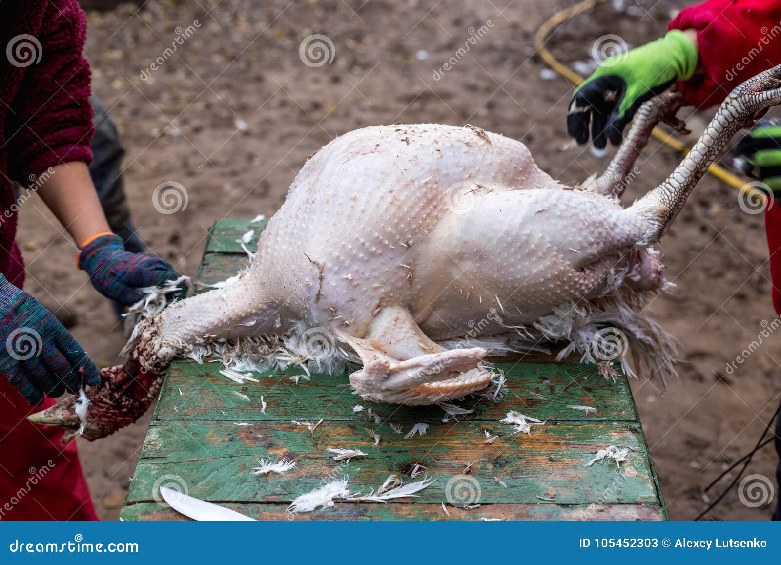 The Process of Removing Feathers from a Dead Turkey. Stock Image ...