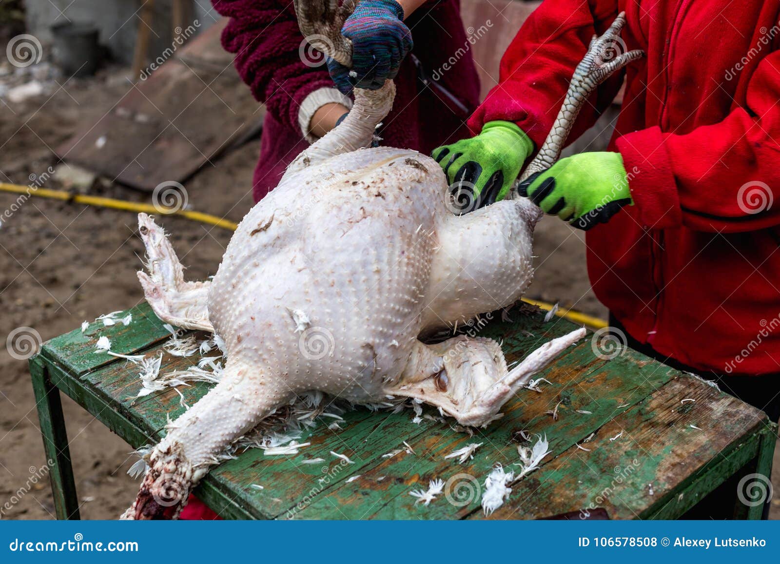 The Process of Removing Feathers from a Dead Turkey. Stock Photo ...