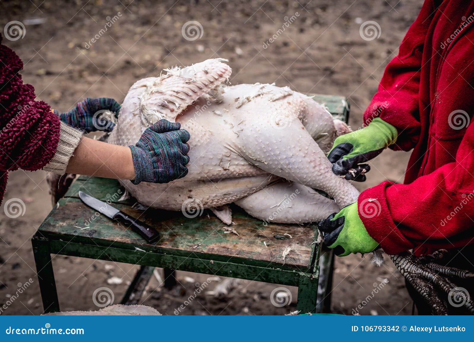The Process of Removing Feathers from a Dead Turkey. Stock Photo ...