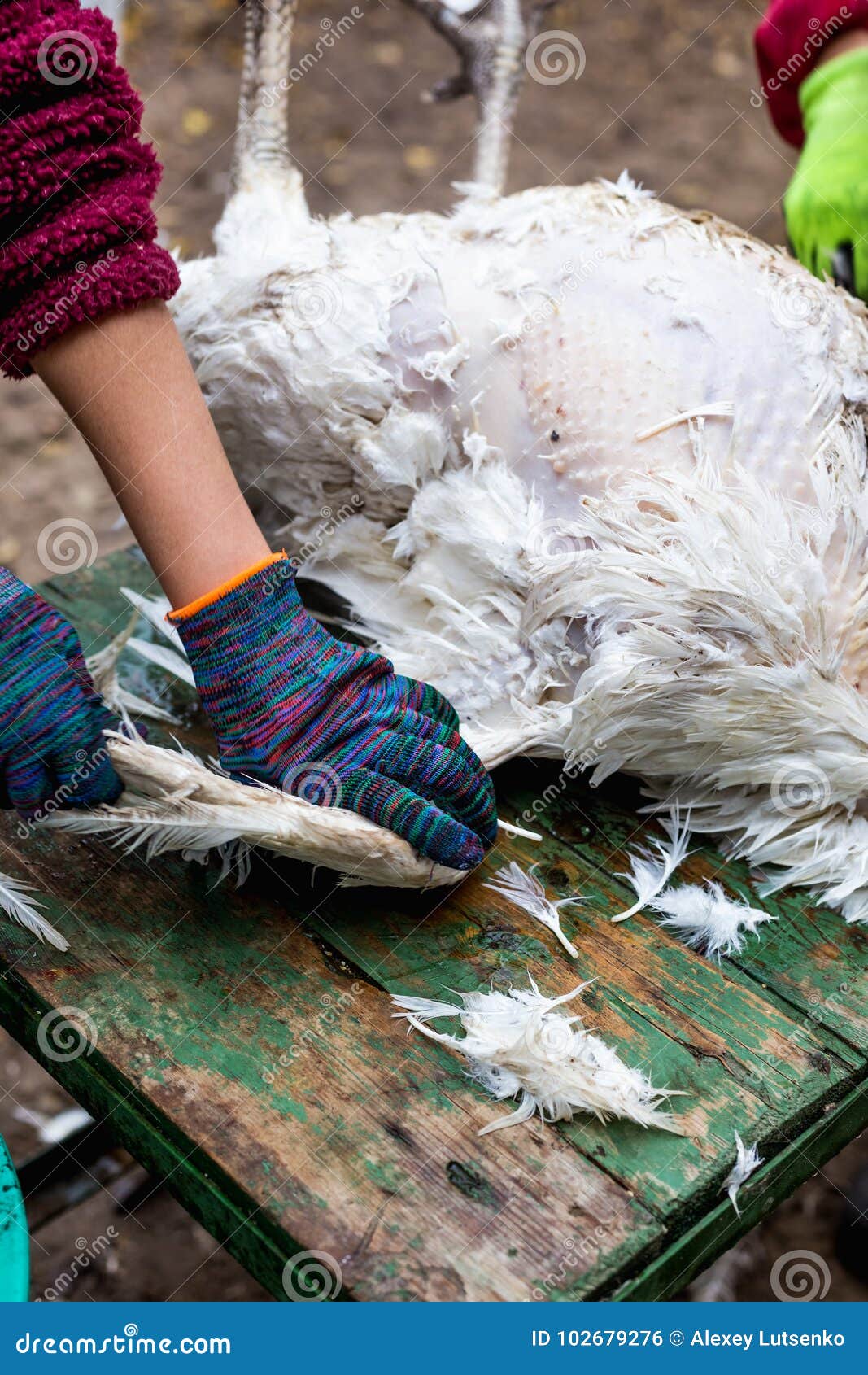The Process of Removing Feathers from a Dead Turkey. Stock Photo ...