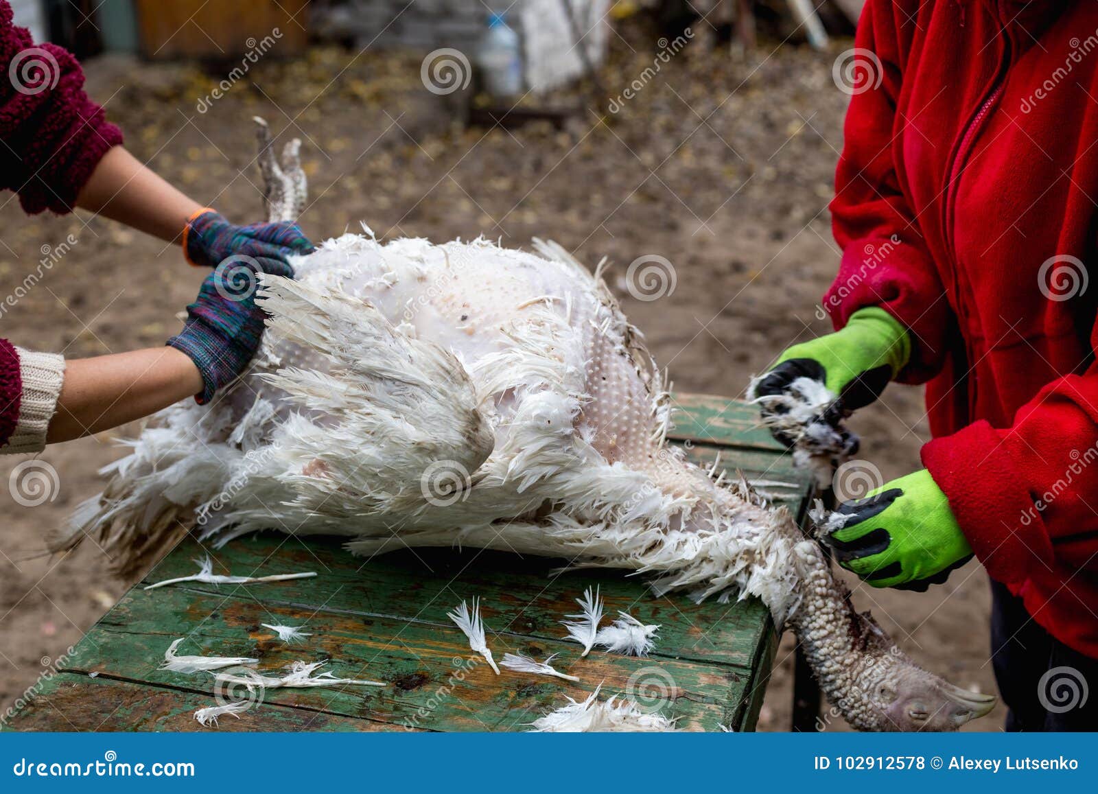 The Process of Removing Feathers from a Dead Turkey. Stock Photo ...