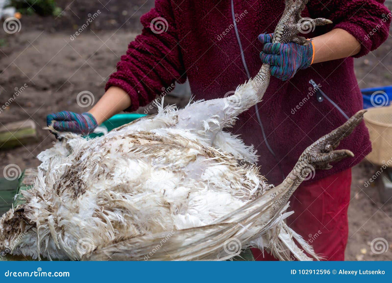 The Process of Removing Feathers from a Dead Turkey. Stock Photo ...