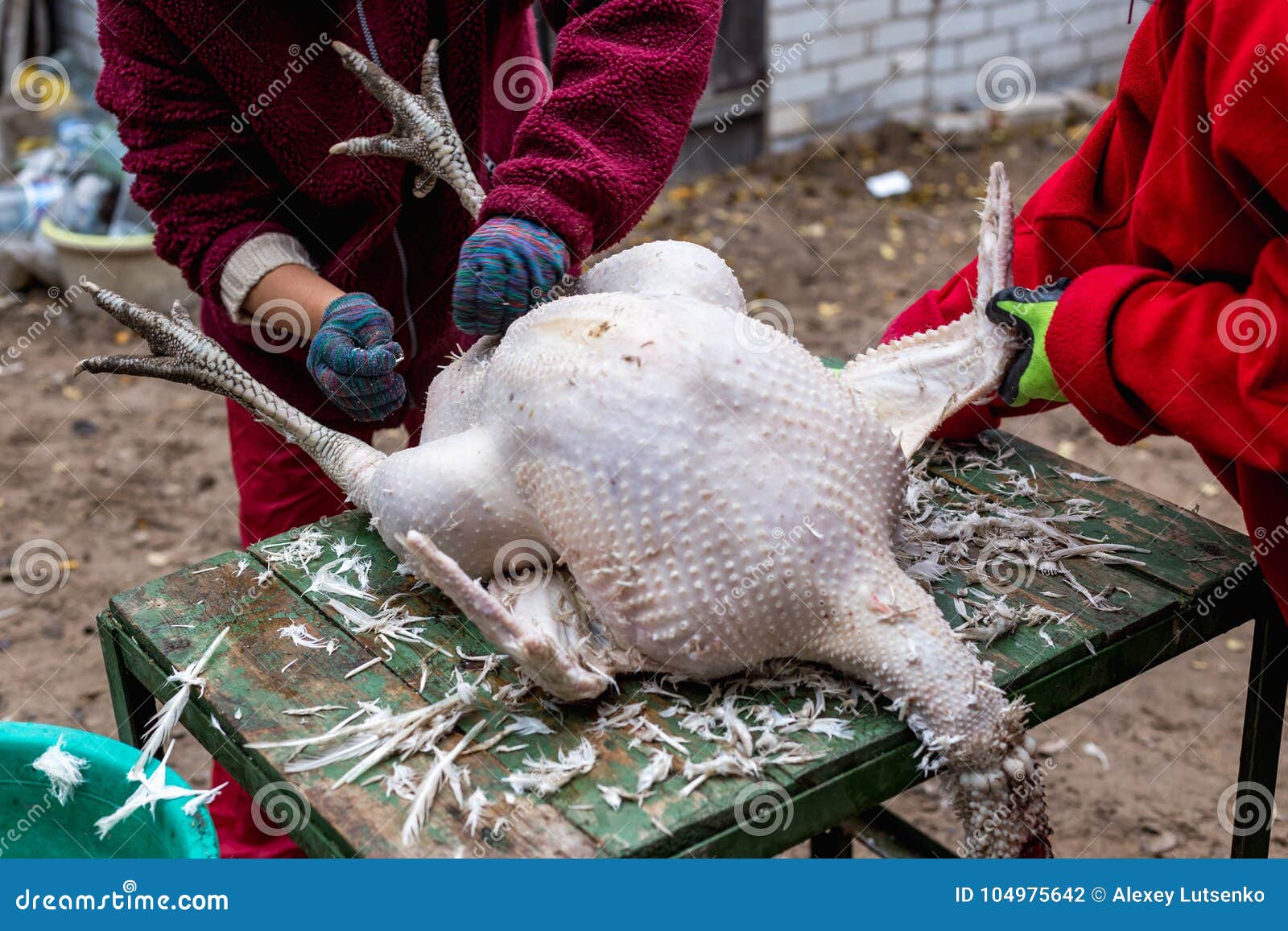 The Process of Removing Feathers from a Dead Turkey. Stock Photo ...