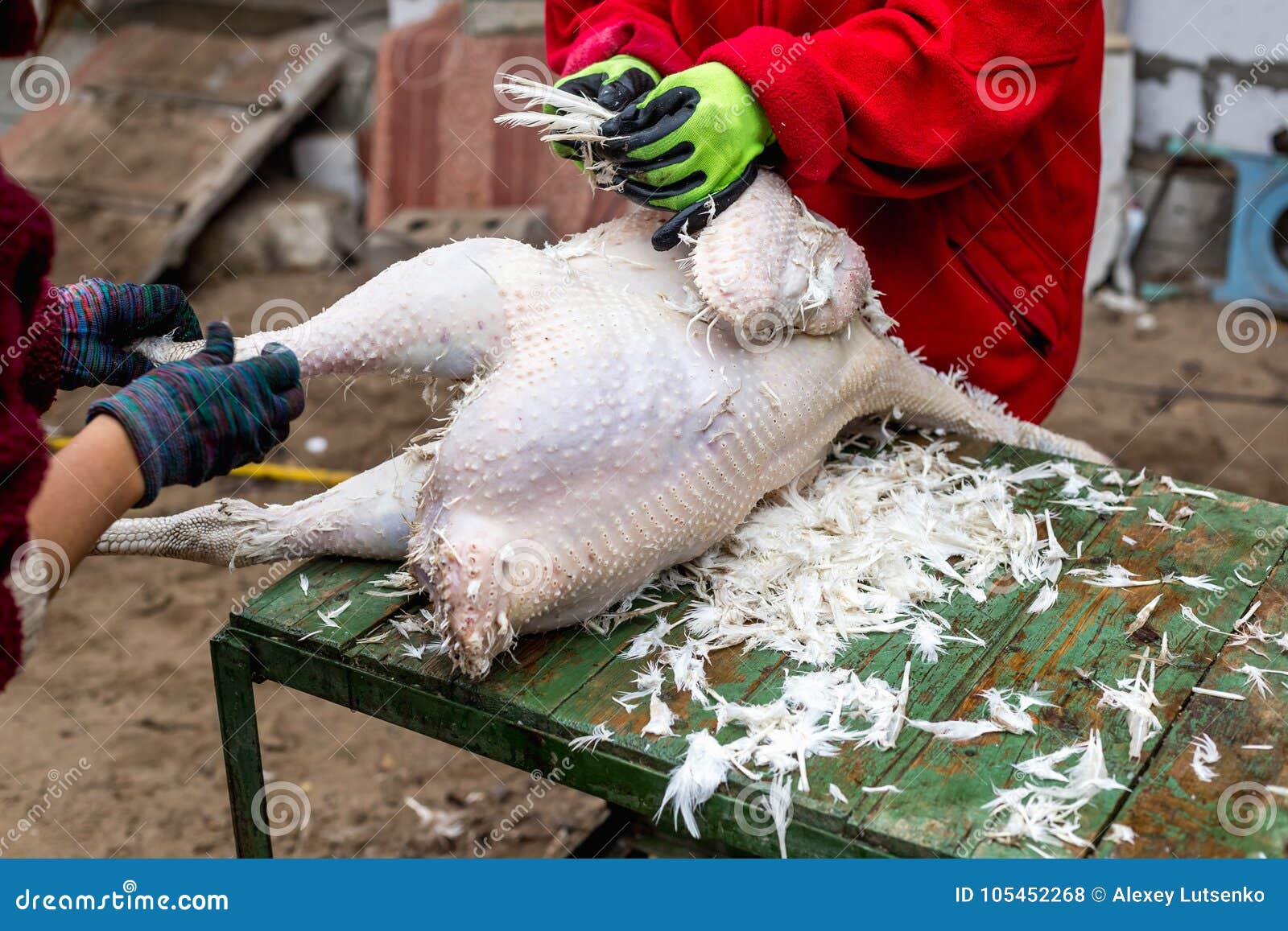 The Process of Removing Feathers from a Dead Turkey. Stock Photo ...