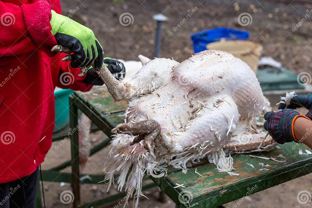 The Process of Removing Feathers from a Dead Turkey. Stock Image ...